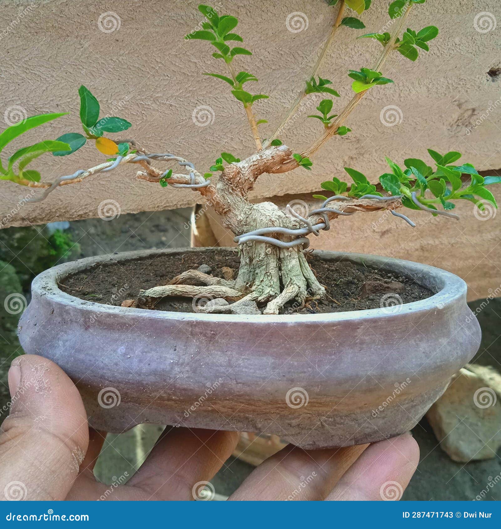 Shito sancang bonsai stock image. Image of soil, leaf - 287471743 Shito sancang bonsai stock image. Image of soil, leaf - 287471743