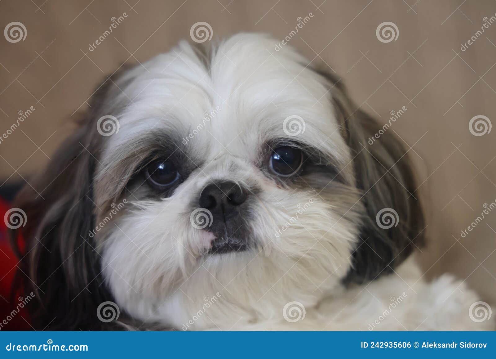 Shitsu Dog Looks into the Camera on the Shoulder of the Hostess, a Sour ...