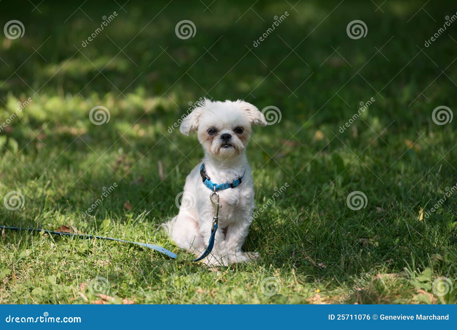 Shitsu dog tied to leash stock photo. Image of beasts - 25711076