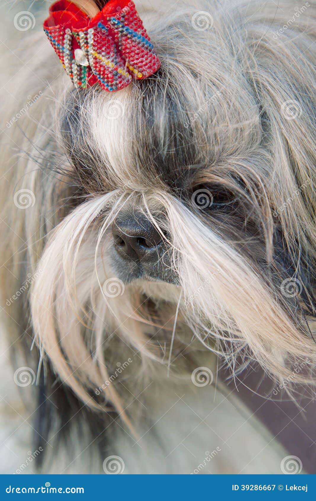 Shitsu Stock Photos - Download 86 Royalty Free Photos