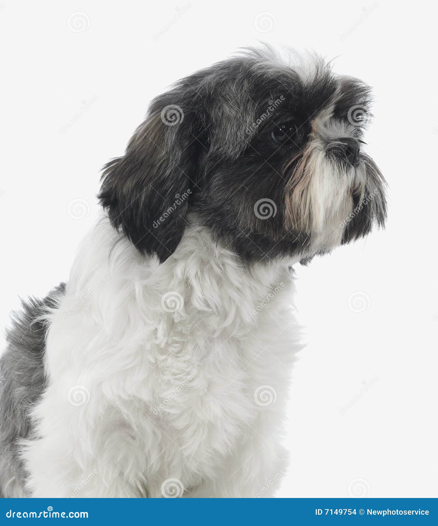 Shitzu stock photo. Image of shitzu, friend, breed, canine - 7149754