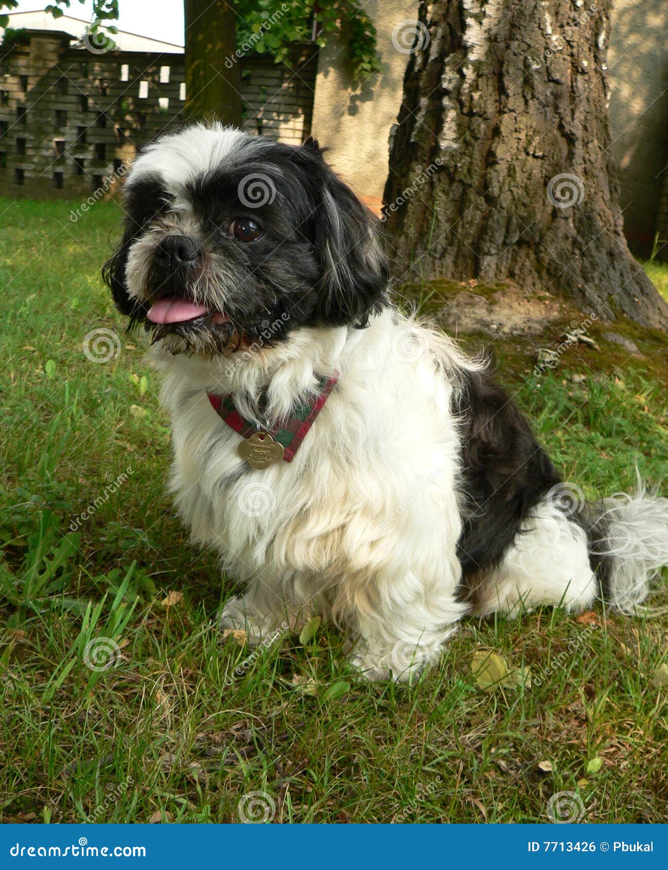 Shitzu stock photo. Image of cuddly, adorable, girl, attractive - 7713426