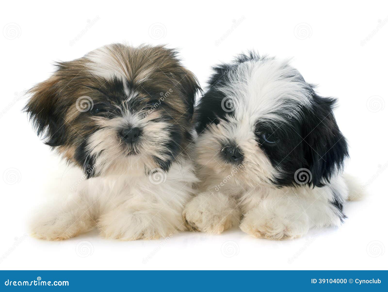 Shitzu dei cuccioli fotografia stock. Immagine di animale - 39104000