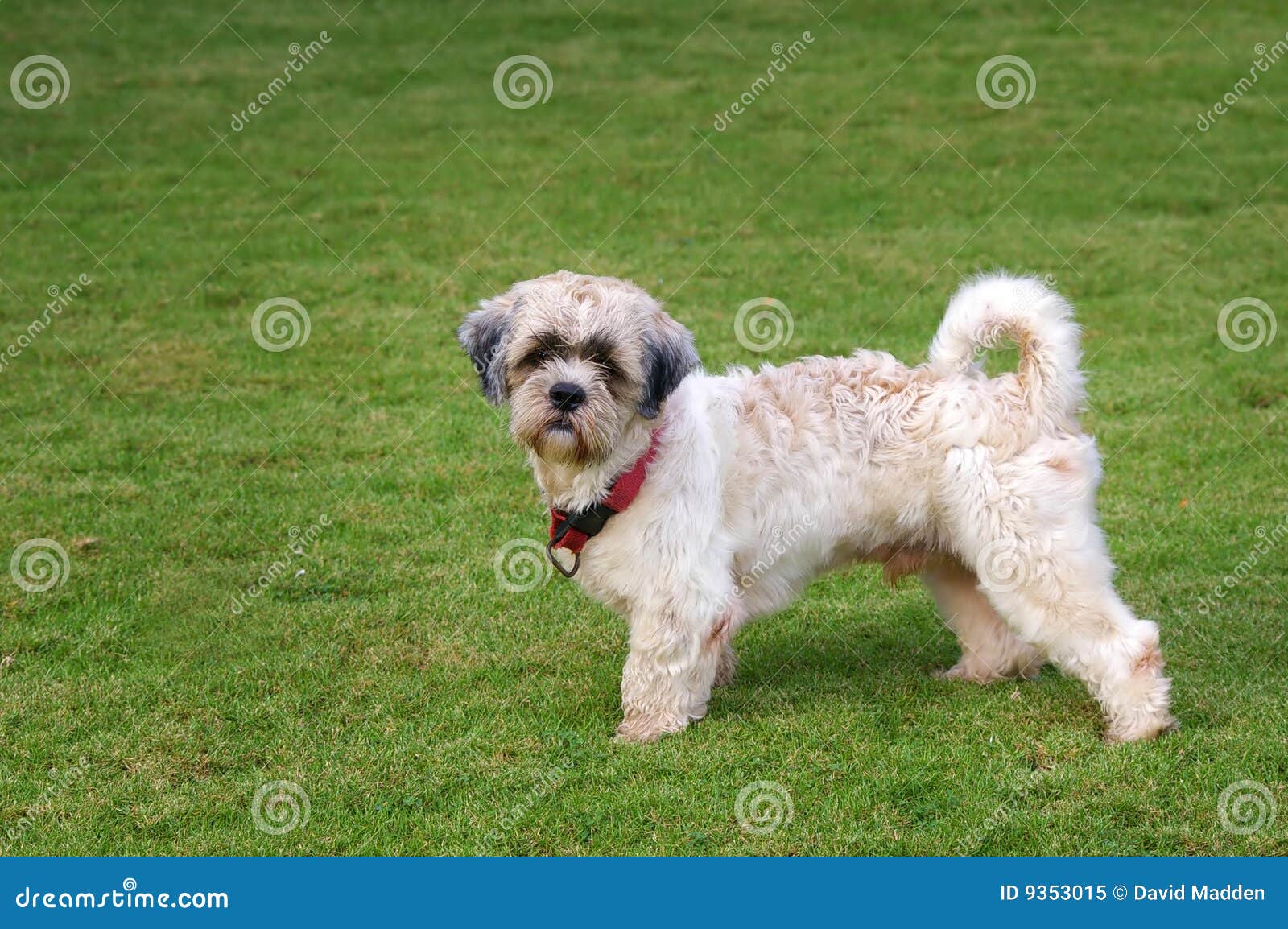 Shitzu dog stock image. Image of fluffy, friend, expression - 9353015