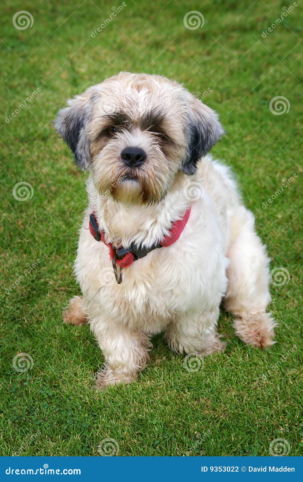 Shitzu dog stock photo. Image of boredom, expression, nature - 9353022