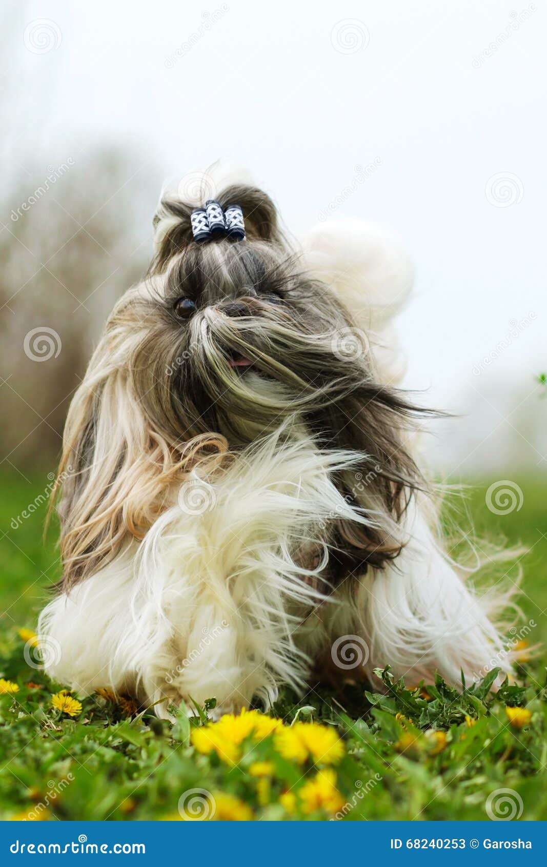 Shitzu dog runs stock image. Image of darling, looks - 68240253