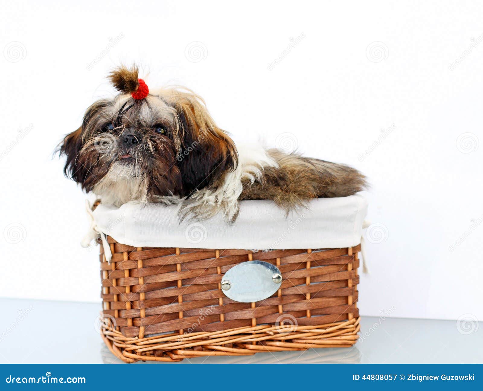 Shitzu puppies stock image. Image of front, looking, background - 44808057