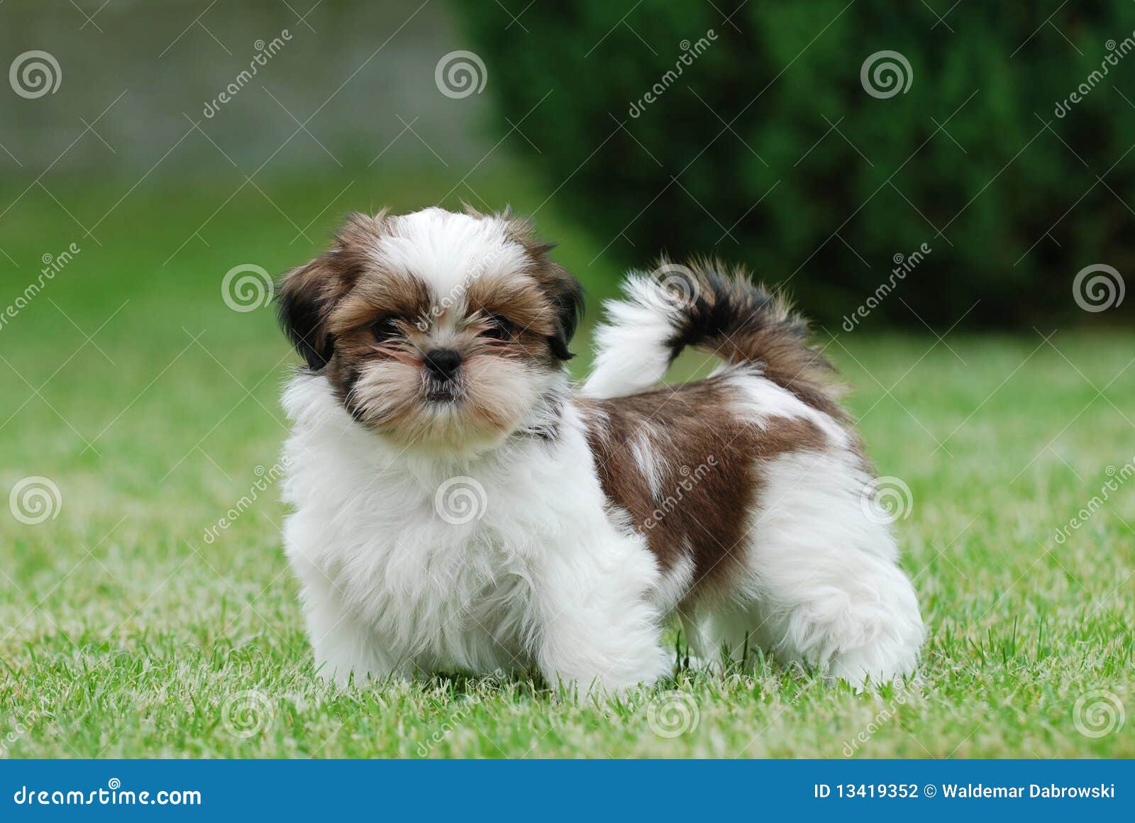 Shitzu Puppy Stock Photography - Image: 13419352