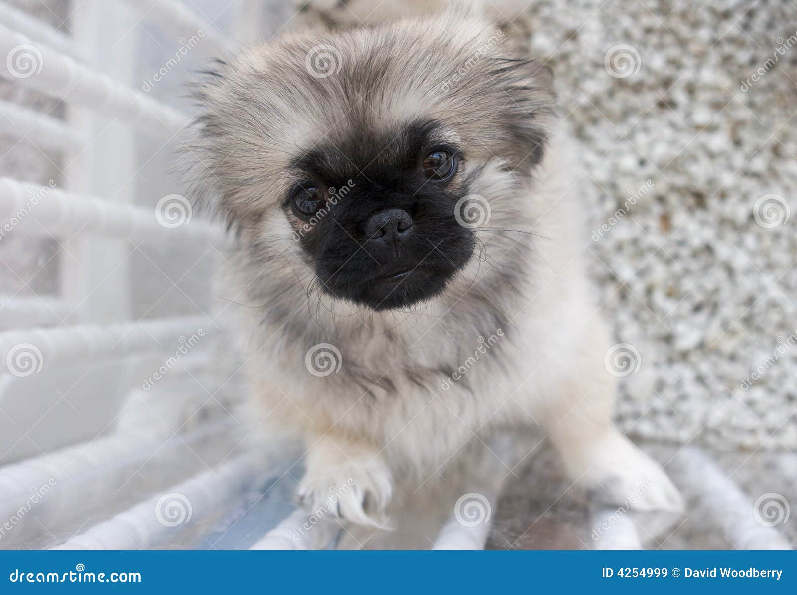 Shitzu puppy stock image. Image of four, shitzu, cute - 4254999