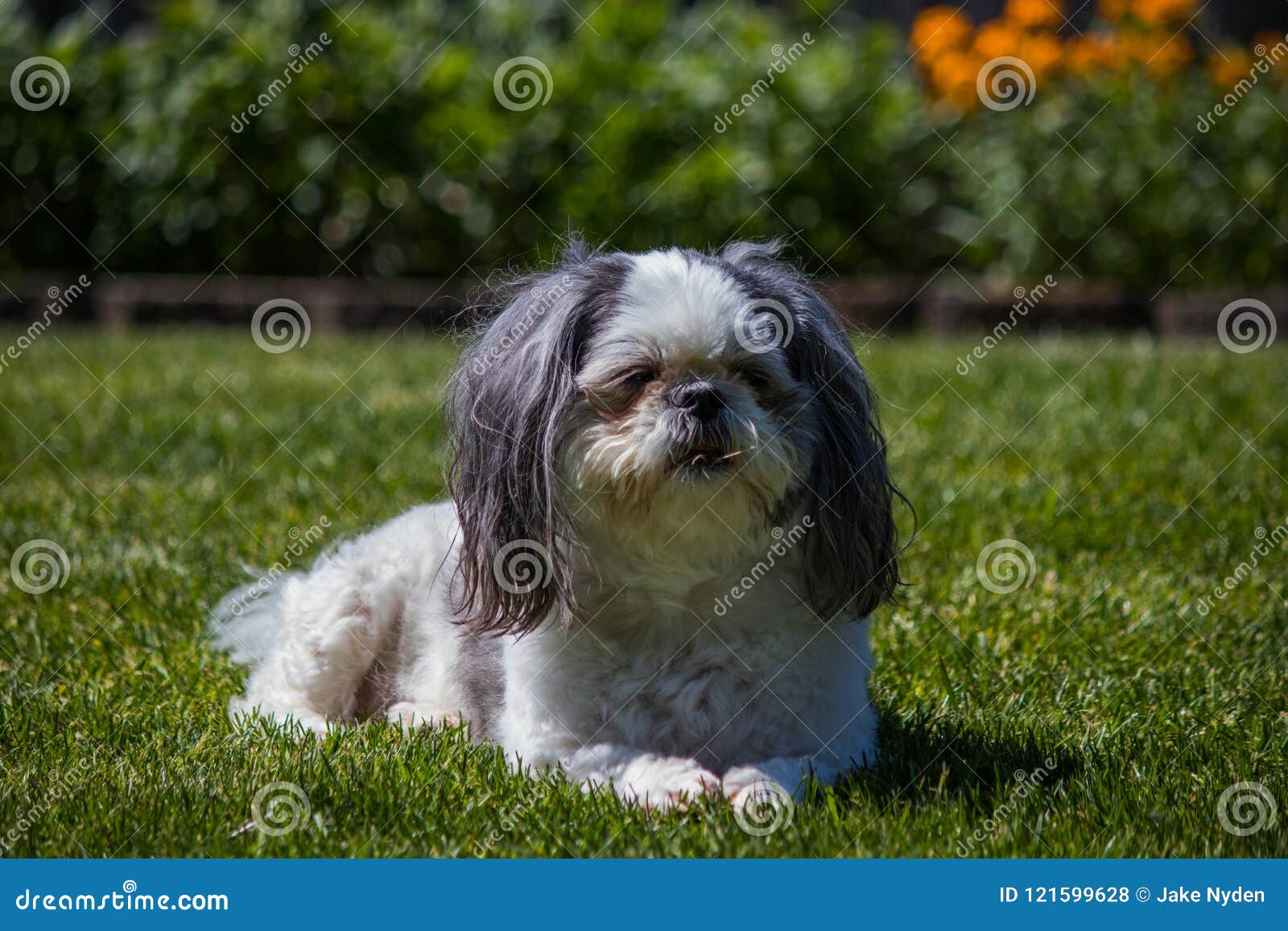 Shitzu stock photo. Image of white, grass, brown, food - 121599628