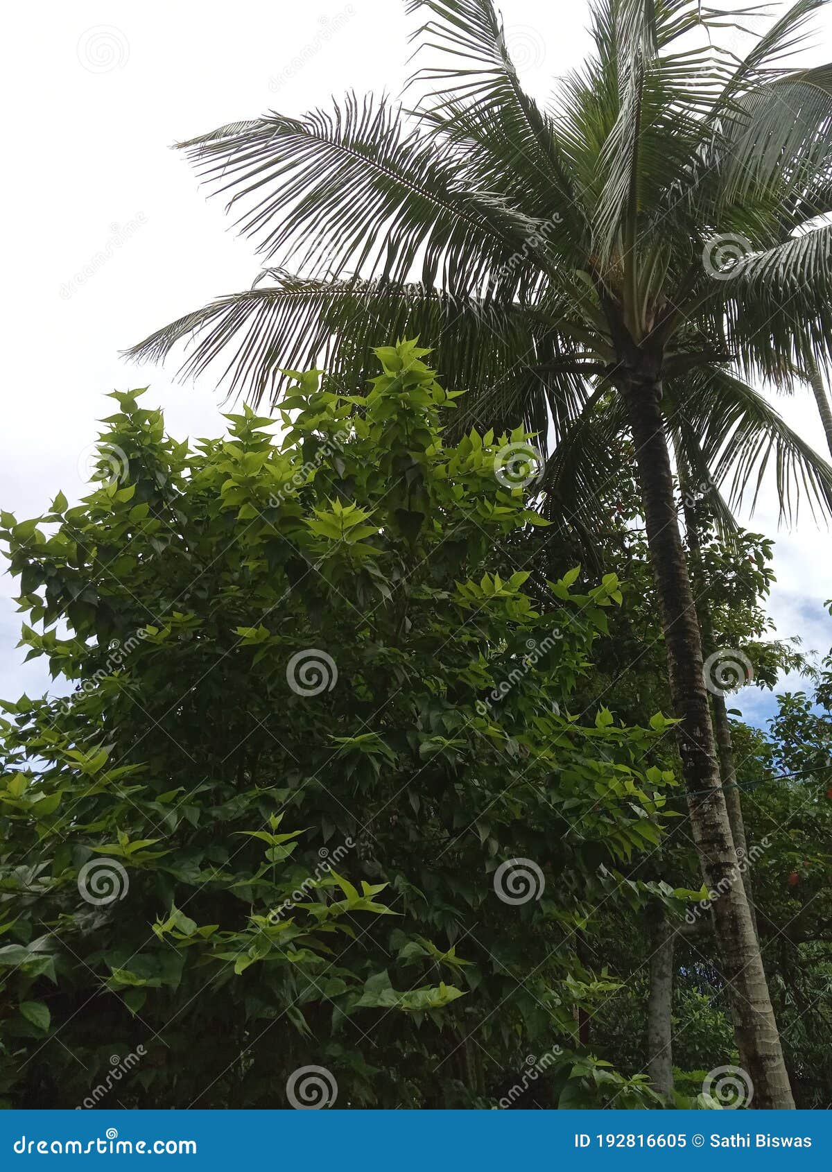 Shiuli Tree Photos - Free & Royalty-Free Stock Photos from Dreamstime