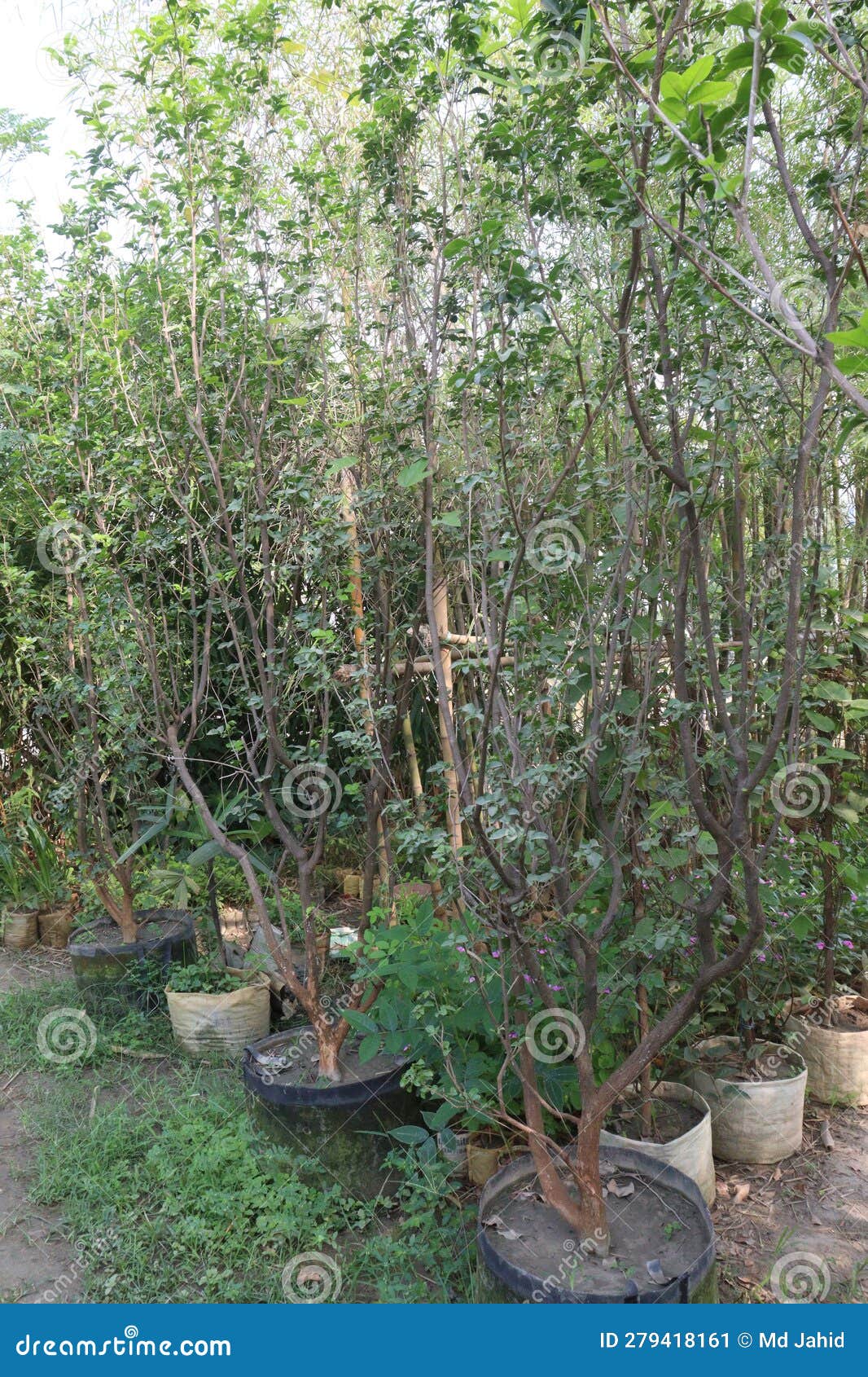 Shiuli tree plant on pot stock image. Image of festival - 279418161