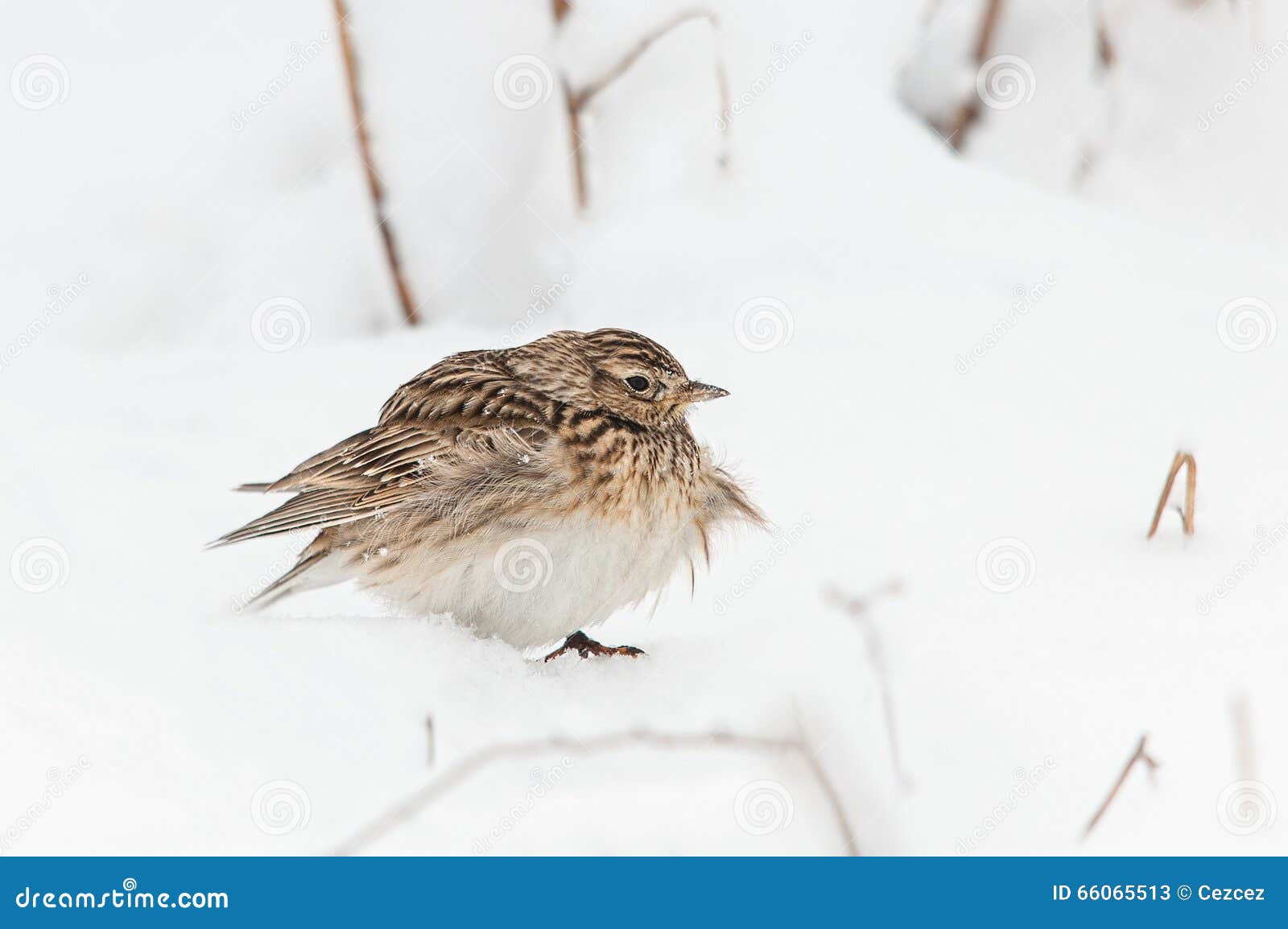 Shivered Eurasian Skylark stock image. Image of meadow - 66065513