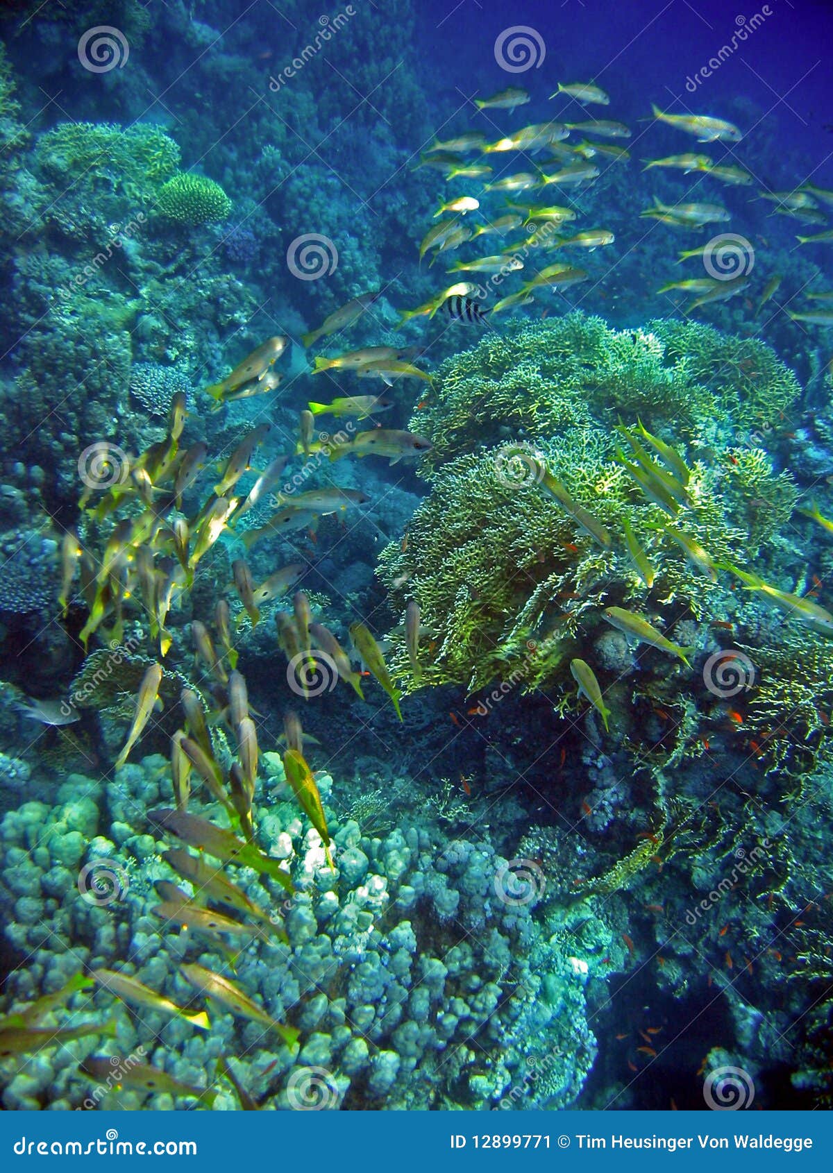 Shoal stock image. Image of life, zoology, scuba, underwater - 12899771