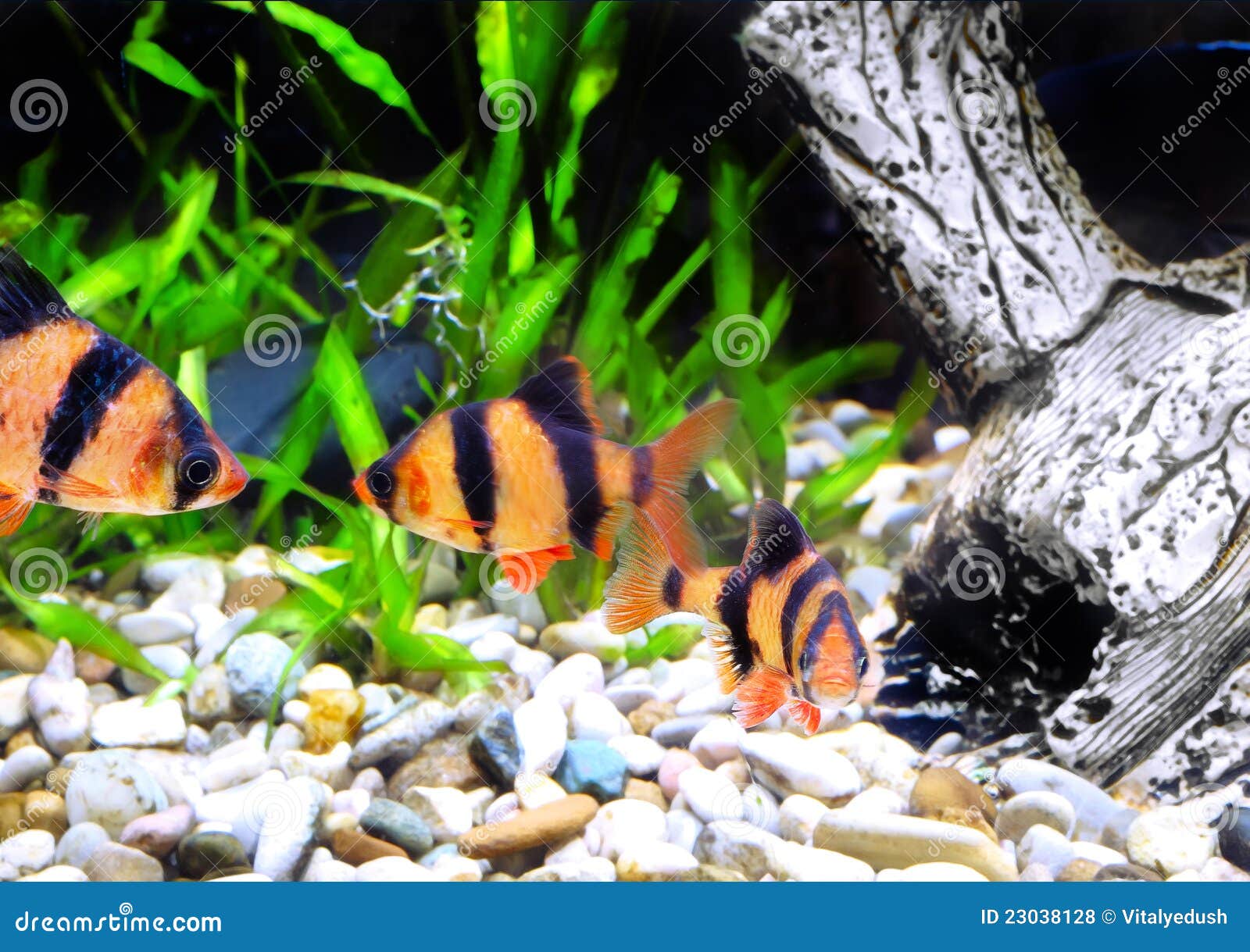 Fish Barbus Or Tiger Barb Swimming In Freshwater Exotic Aquarium. Stock ...