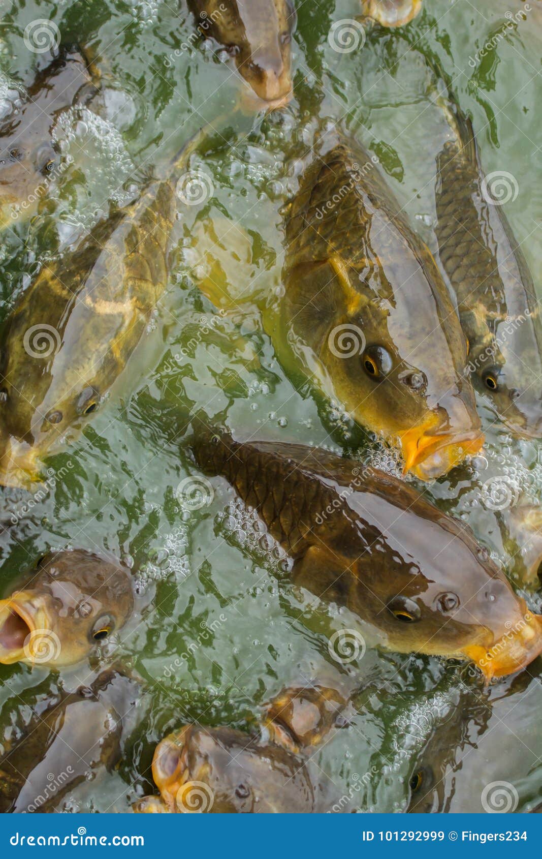 Photo of feeding Carp fish stock image. Image of hypophthalmichthys ...