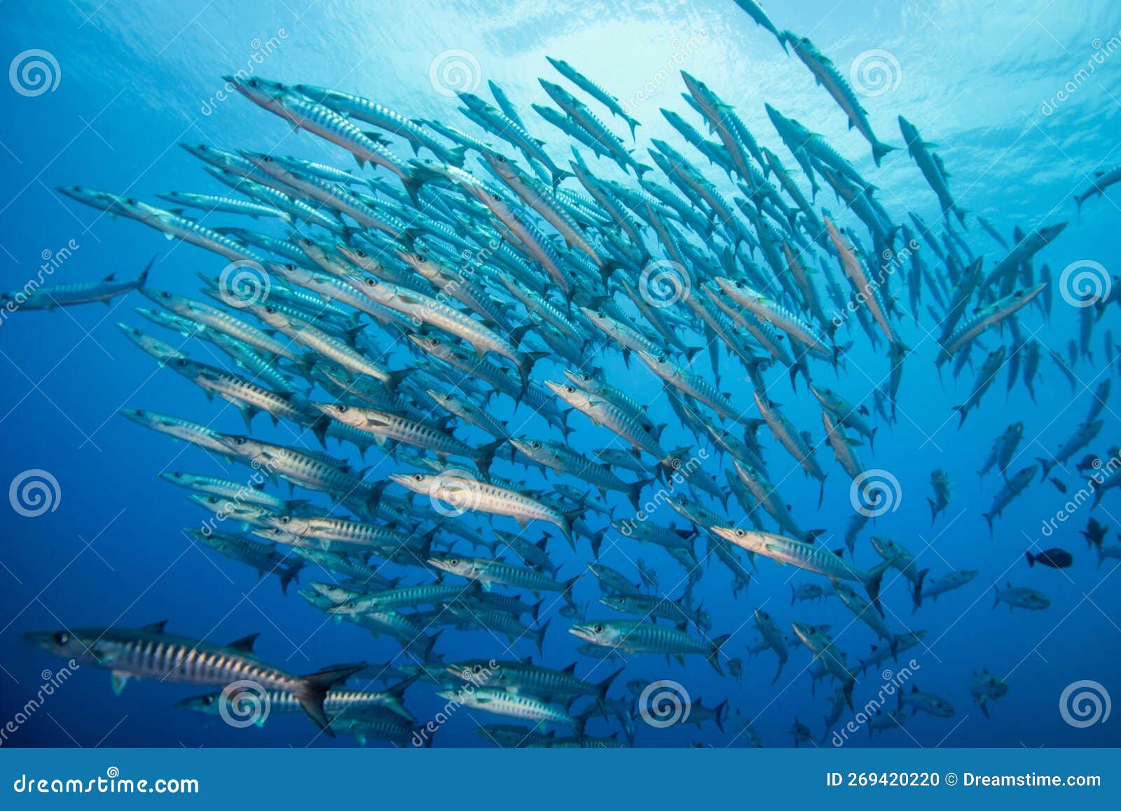 Shoal of Chevron Barracuda in the Ocean Stock Photo - Image of swim ...