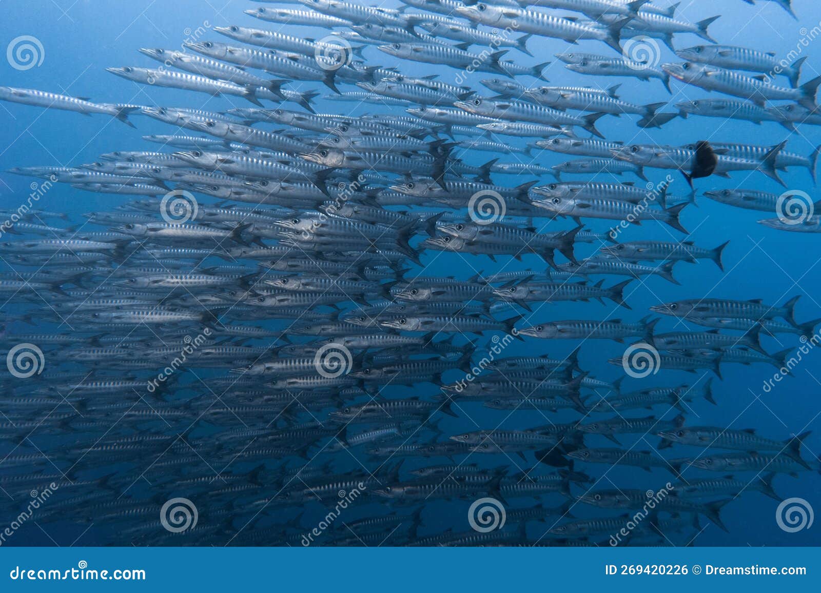 Shoal of Chevron Barracuda in the Ocean Stock Photo - Image of water ...