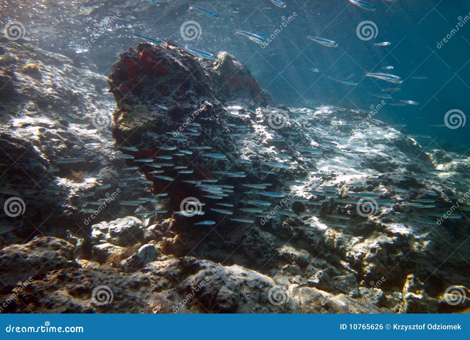 Shoal of fish stock photo. Image of transparent, underwater - 10765626