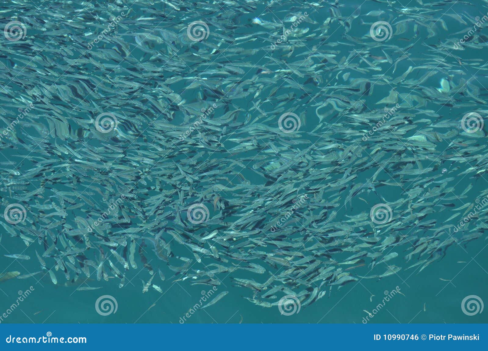 Shoal of fish stock photo. Image of water, frontier, silver - 10990746