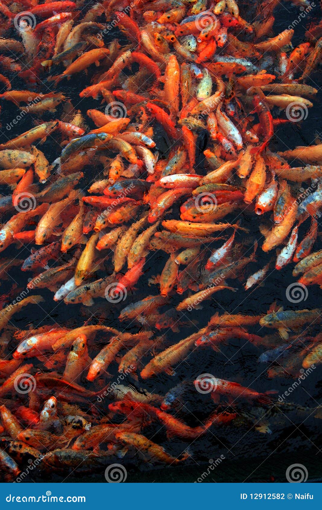 A shoal of fish stock photo. Image of brown, china, yellow - 12912582