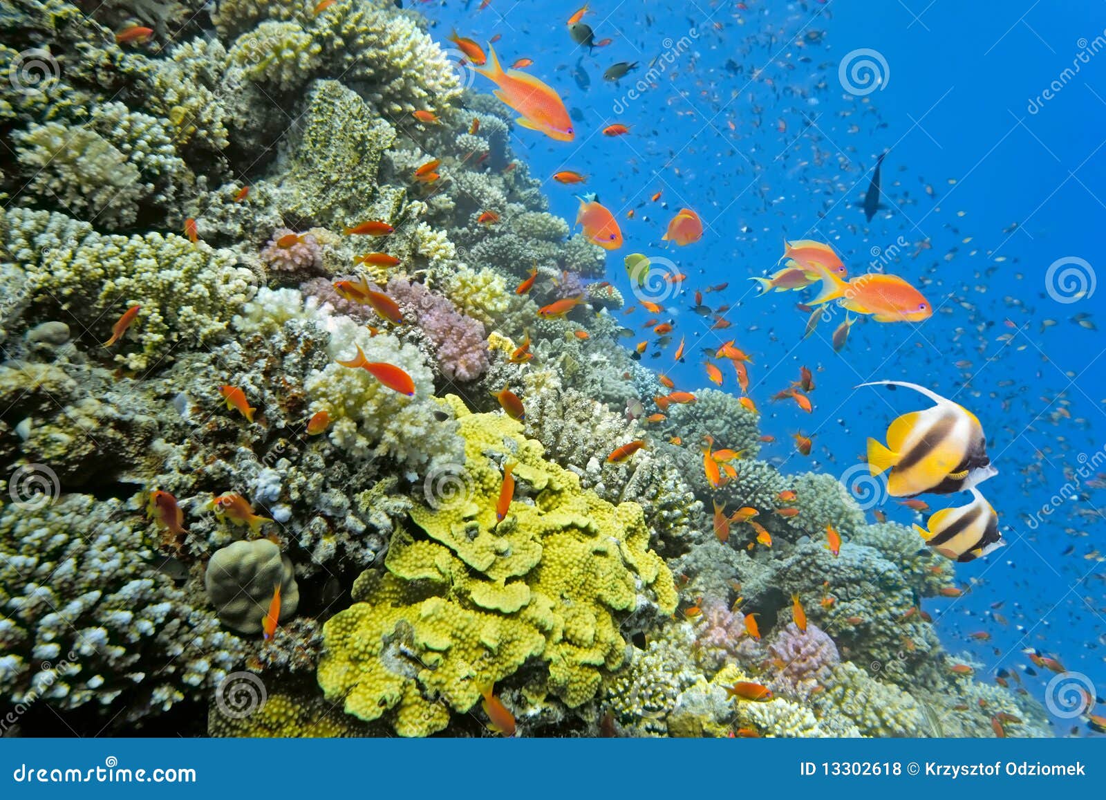 Shoal of fish stock photo. Image of clear, tang, dive - 13302618