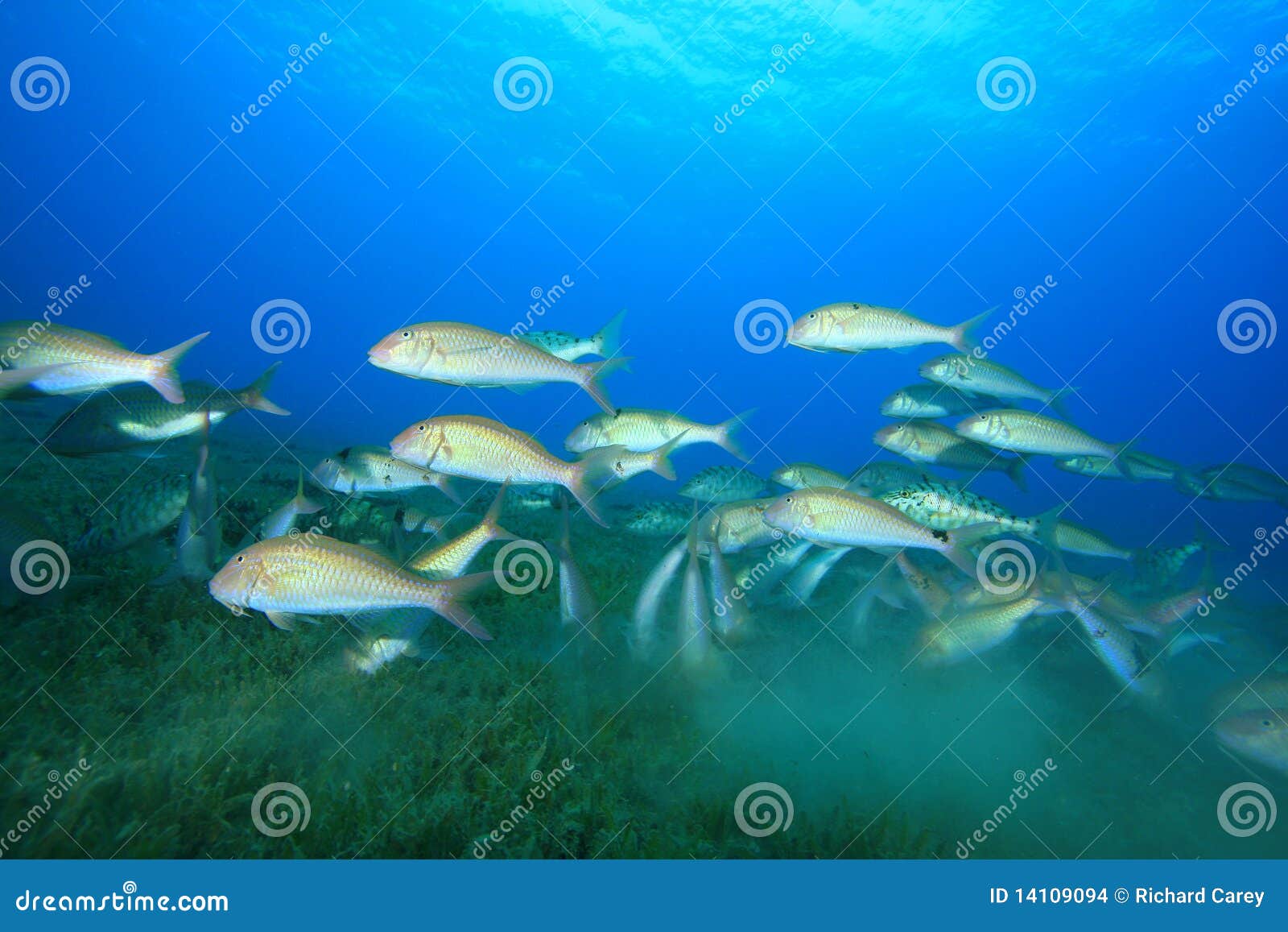 Shoal of Fish stock photo. Image of underwater, environment - 14109094