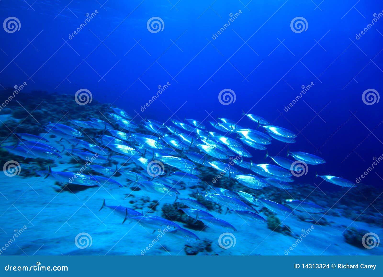 Shoal of Fish stock photo. Image of color, sardine, aquatic - 14313324