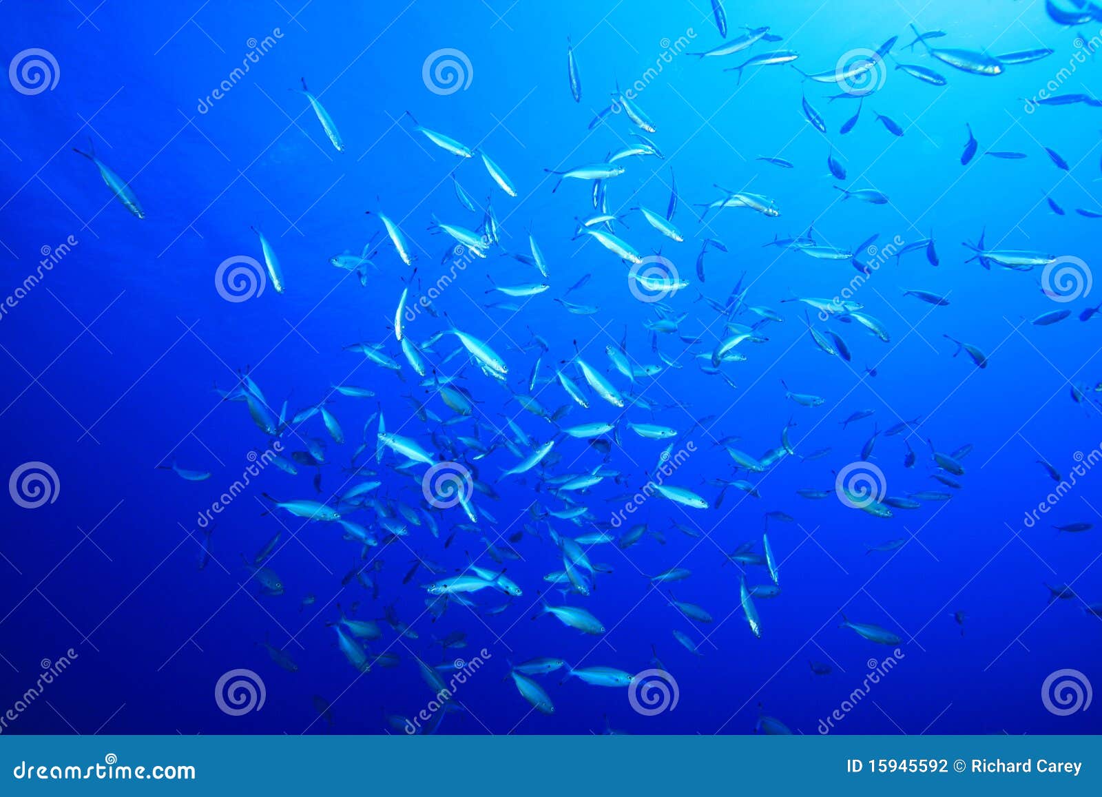 Shoal of Fish stock photo. Image of school, hard, nature - 15945592