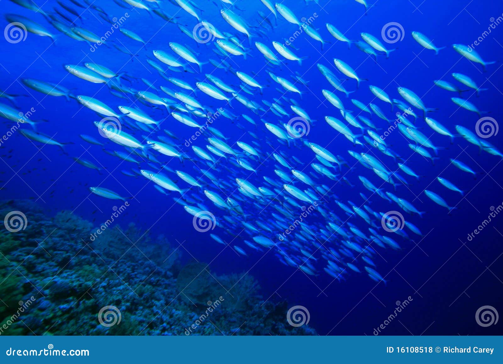 Shoal of Fish stock photo. Image of egypt, hard, fusilier - 16108518