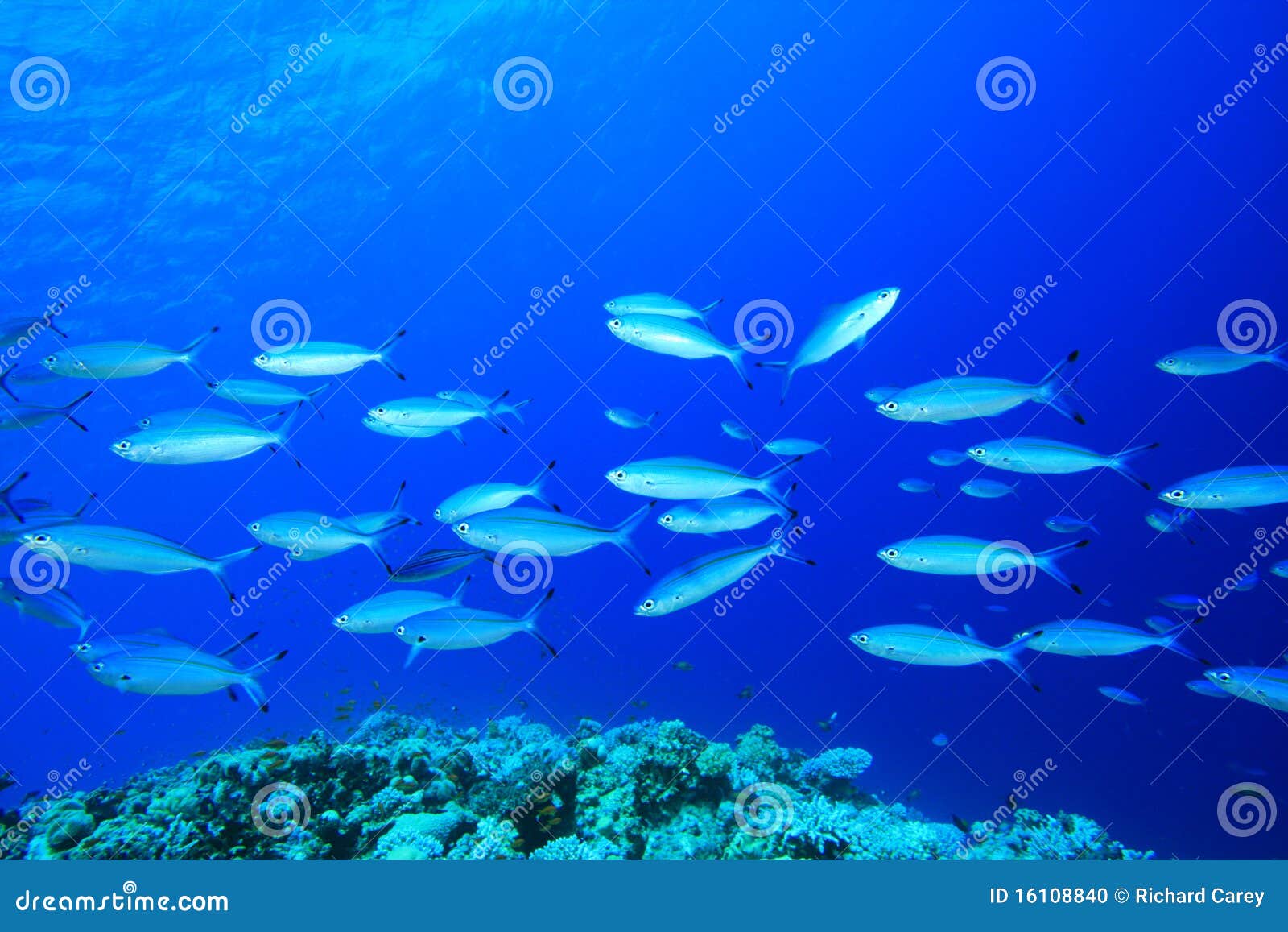 Shoal of Fish stock photo. Image of ecosystem, tuna, hard - 16108840
