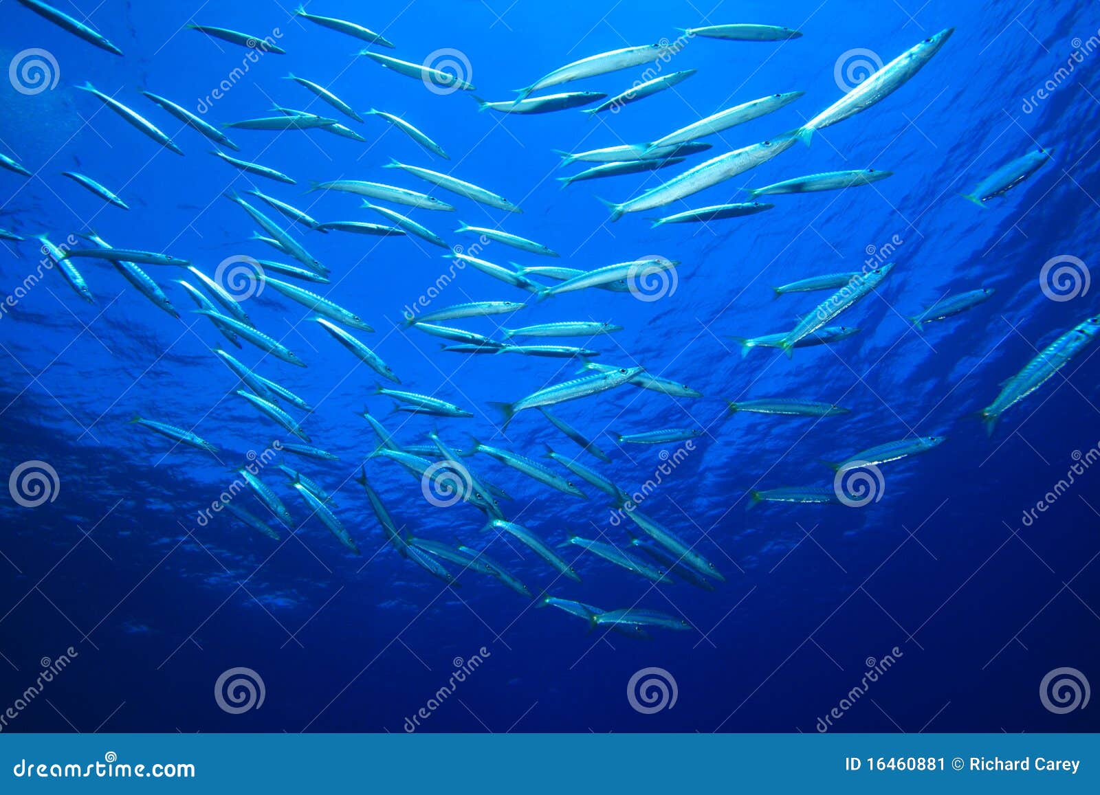 Shoal of Fish stock image. Image of shoal, ocean, dahab - 16460881