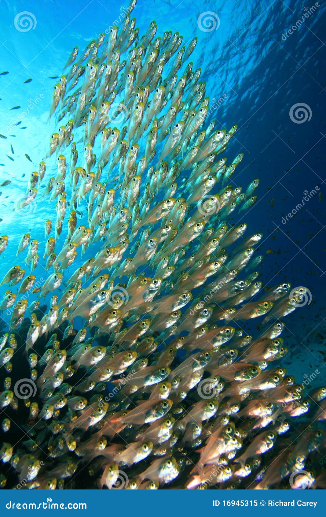 Shoal of Fish stock image. Image of underwater, color - 16945315