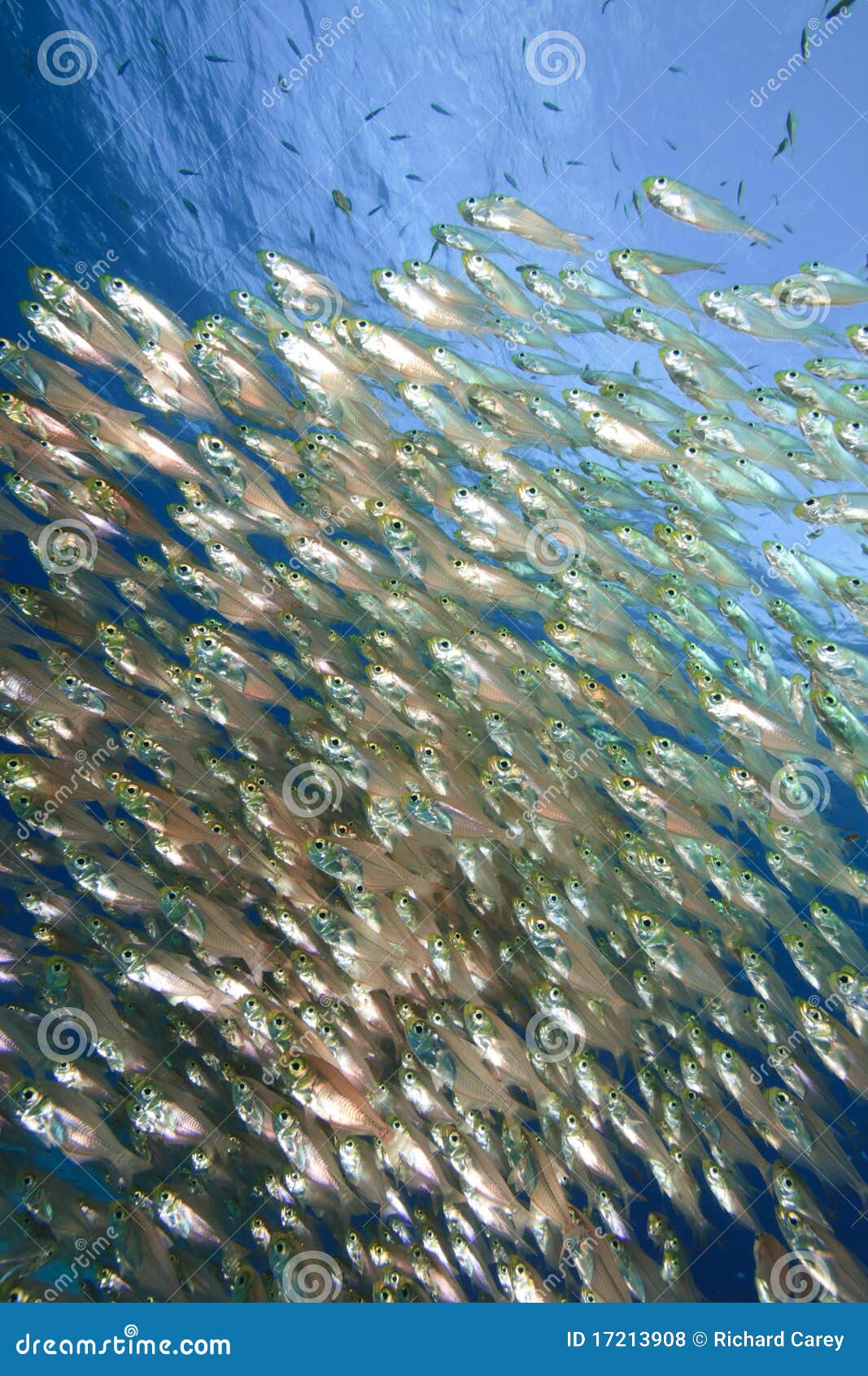 Shoal of Fish stock photo. Image of hard, colorful, tropical - 17213908