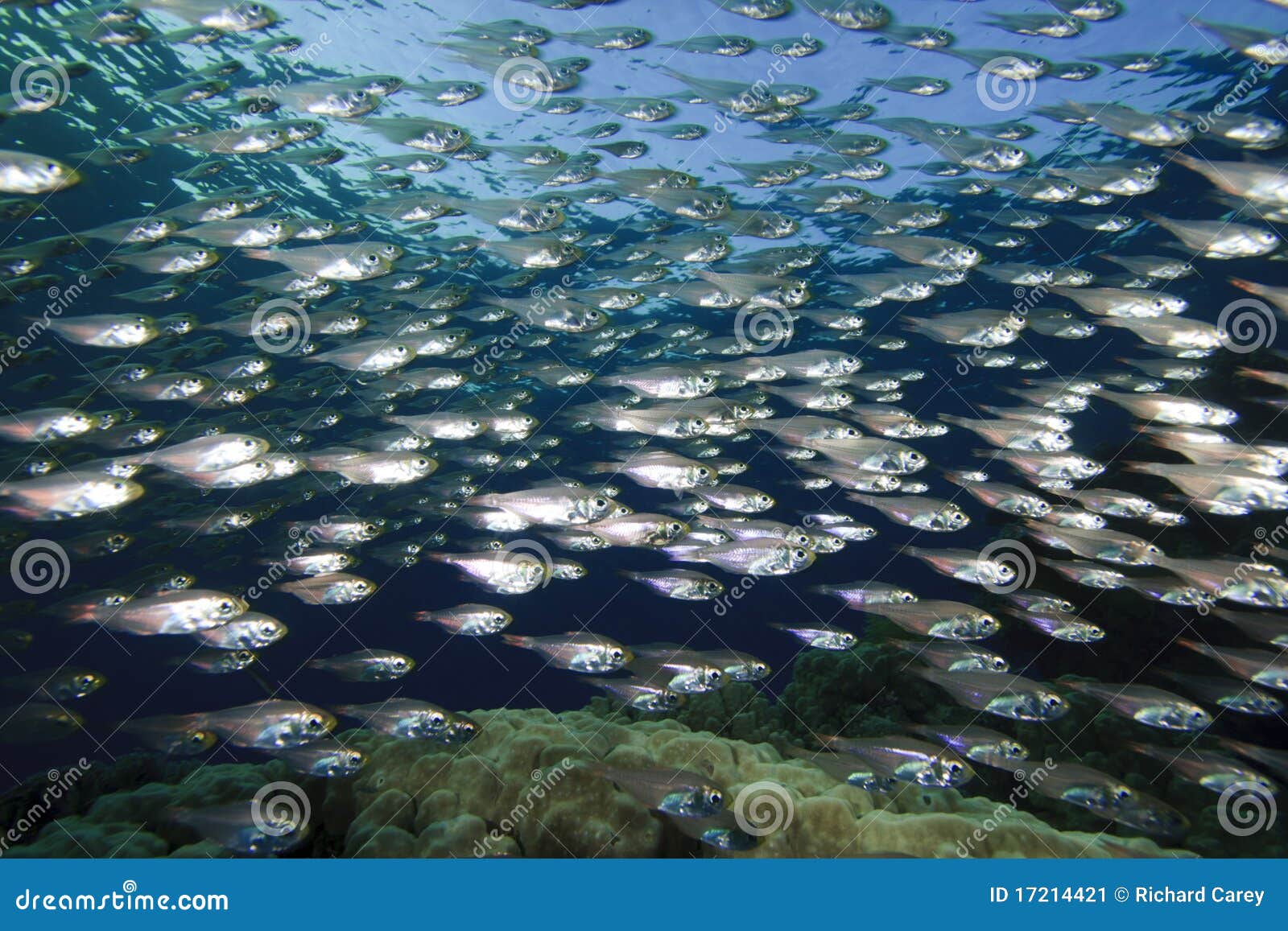 Shoal of Fish stock image. Image of egypt, marine, transparent - 17214421