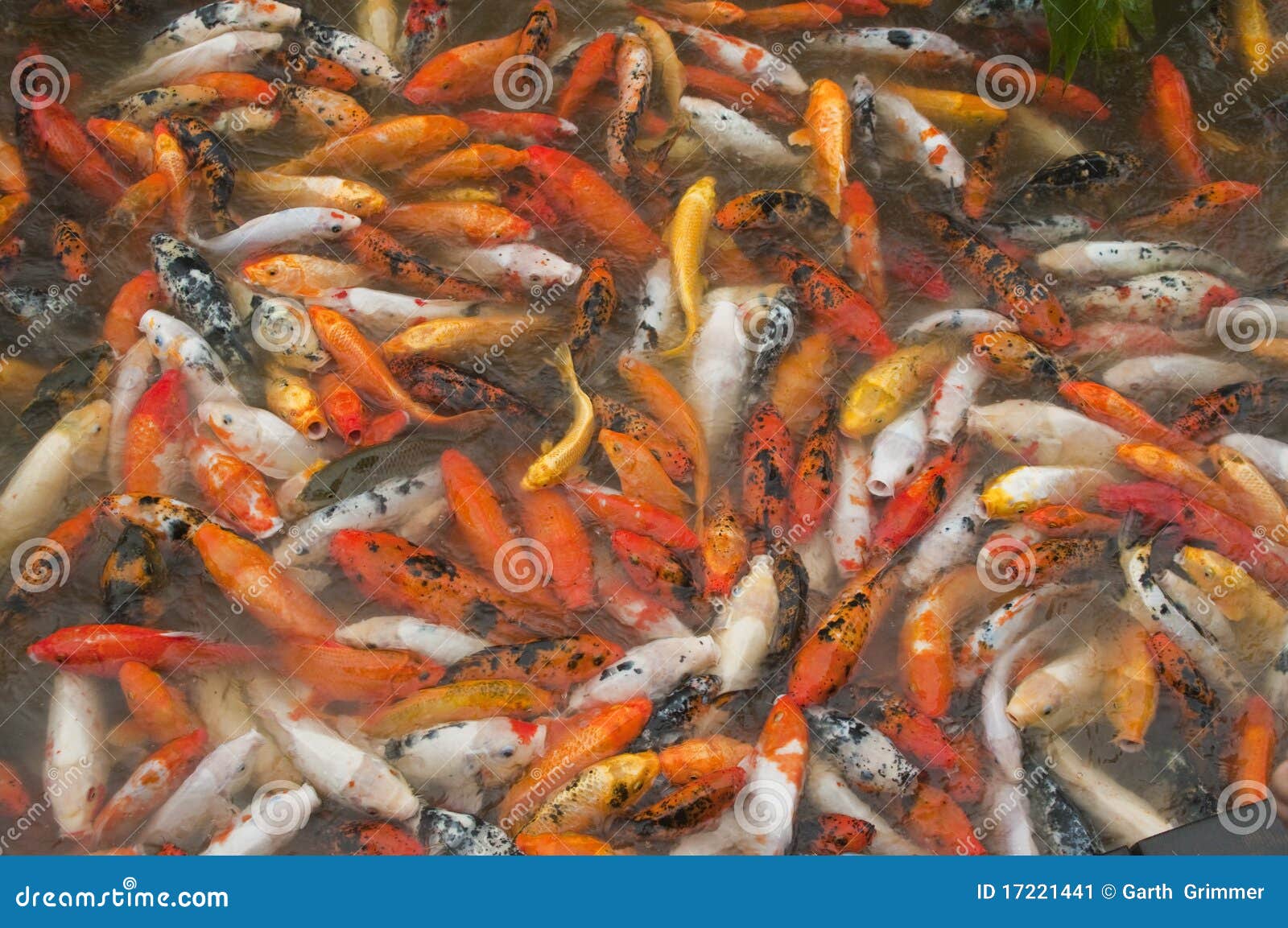 Shoal of fish stock image. Image of outdoors, lake, fish - 17221441