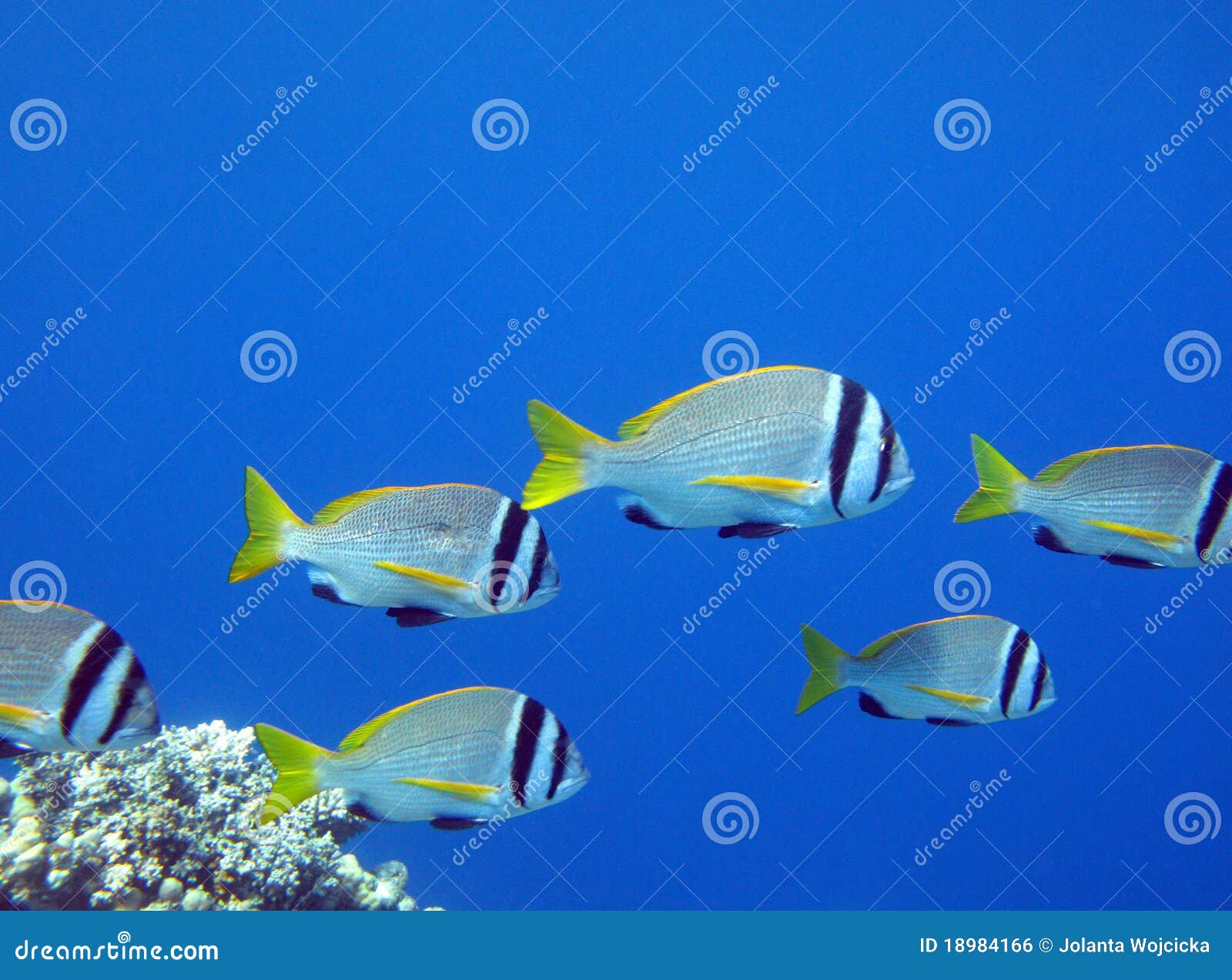 Shoal of fish stock photo. Image of deep, egipt, nature - 18984166