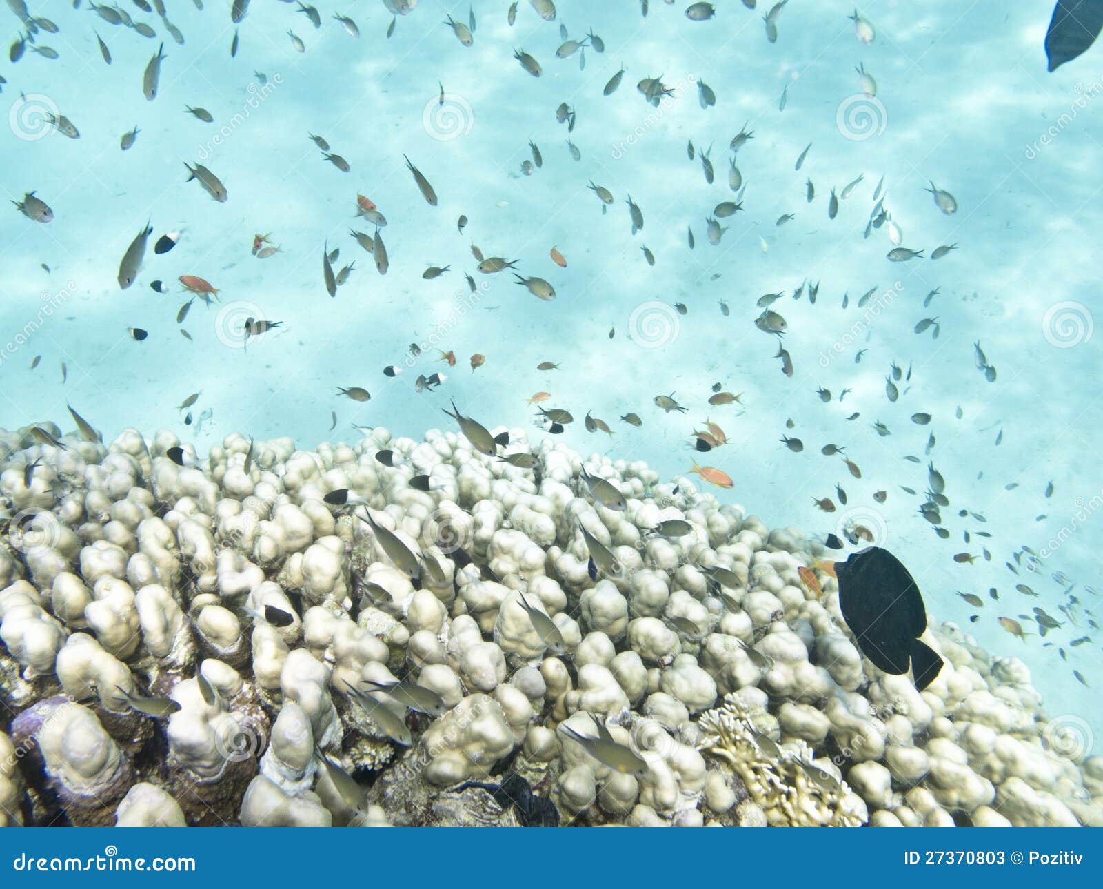 The Shoal of Fish stock image. Image of blue, light, fish - 27370803