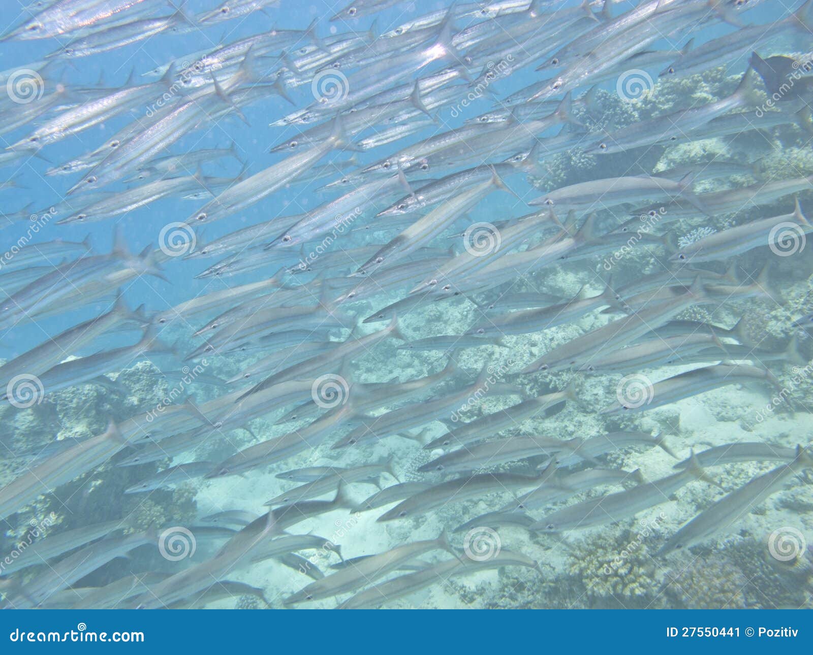 The Shoal of Fish stock image. Image of egypt, coral - 27550441