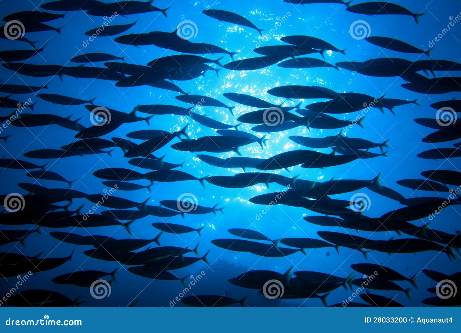 Shoal of fish stock photo. Image of school, beautiful - 28033200