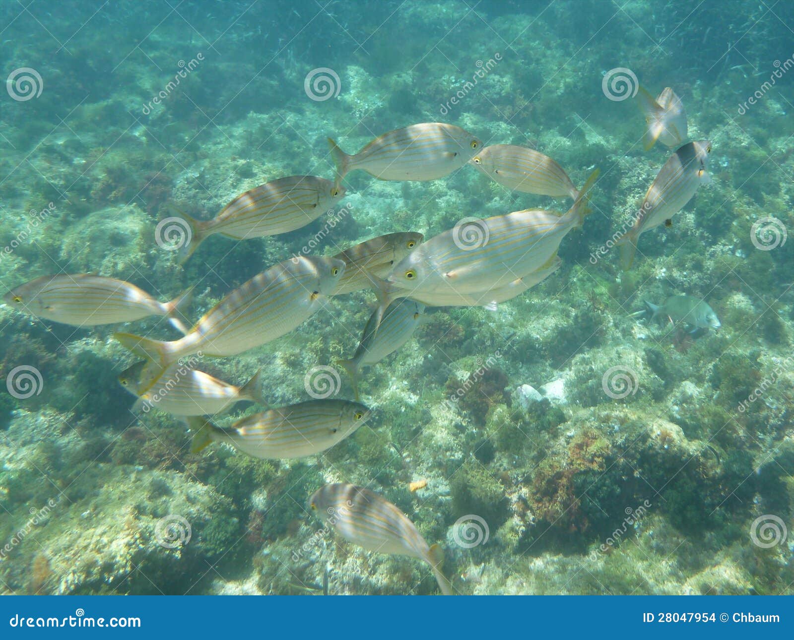 Shoal of fish stock photo. Image of underwater, ocean - 28047954