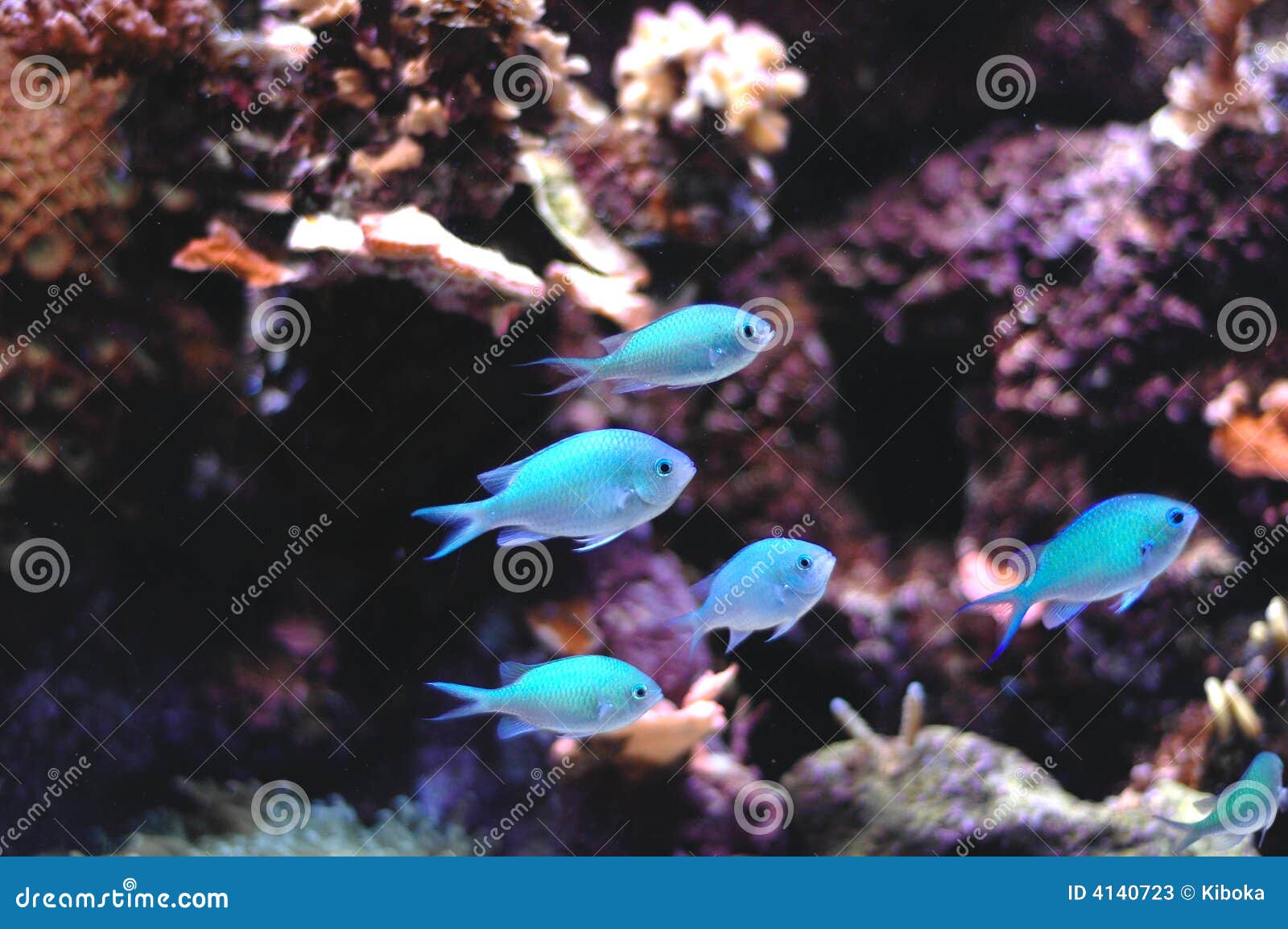 Shoal fish stock image. Image of tropical, blue, fish - 4140723
