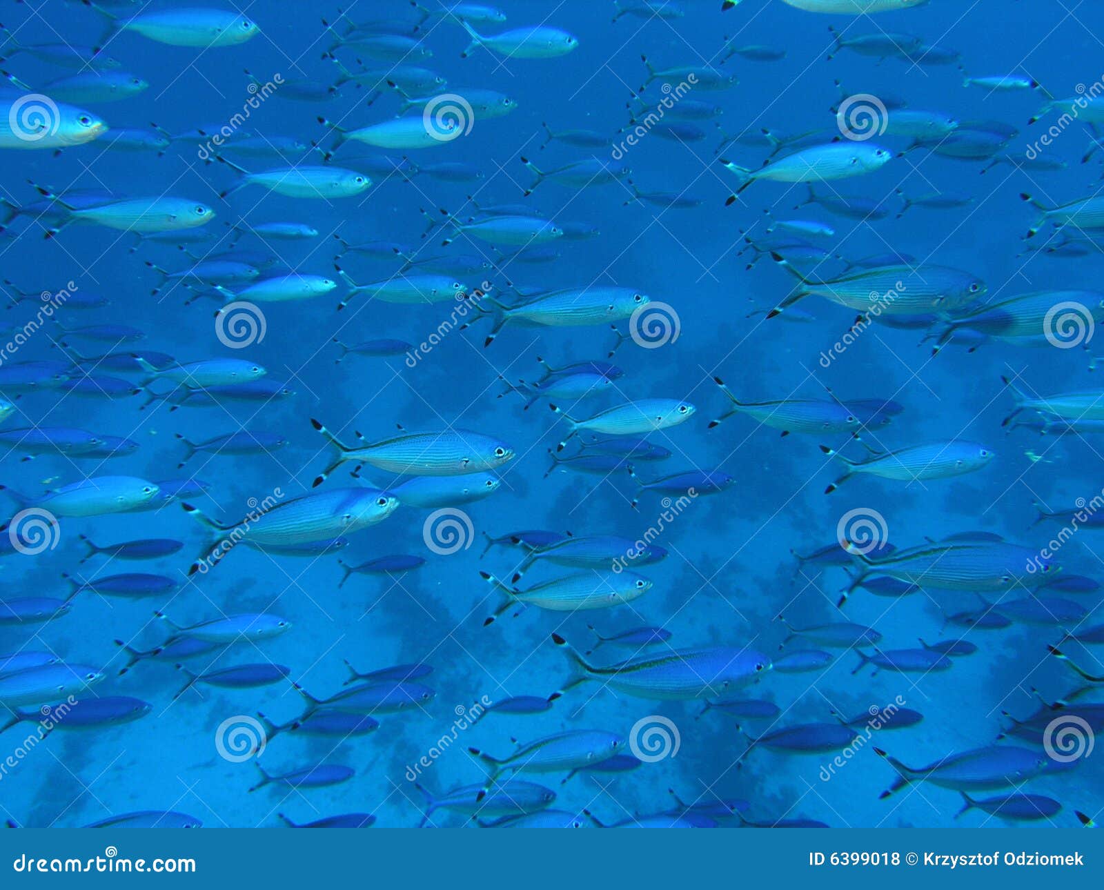 Shoal of fish stock photo. Image of diving, underwater - 6399018
