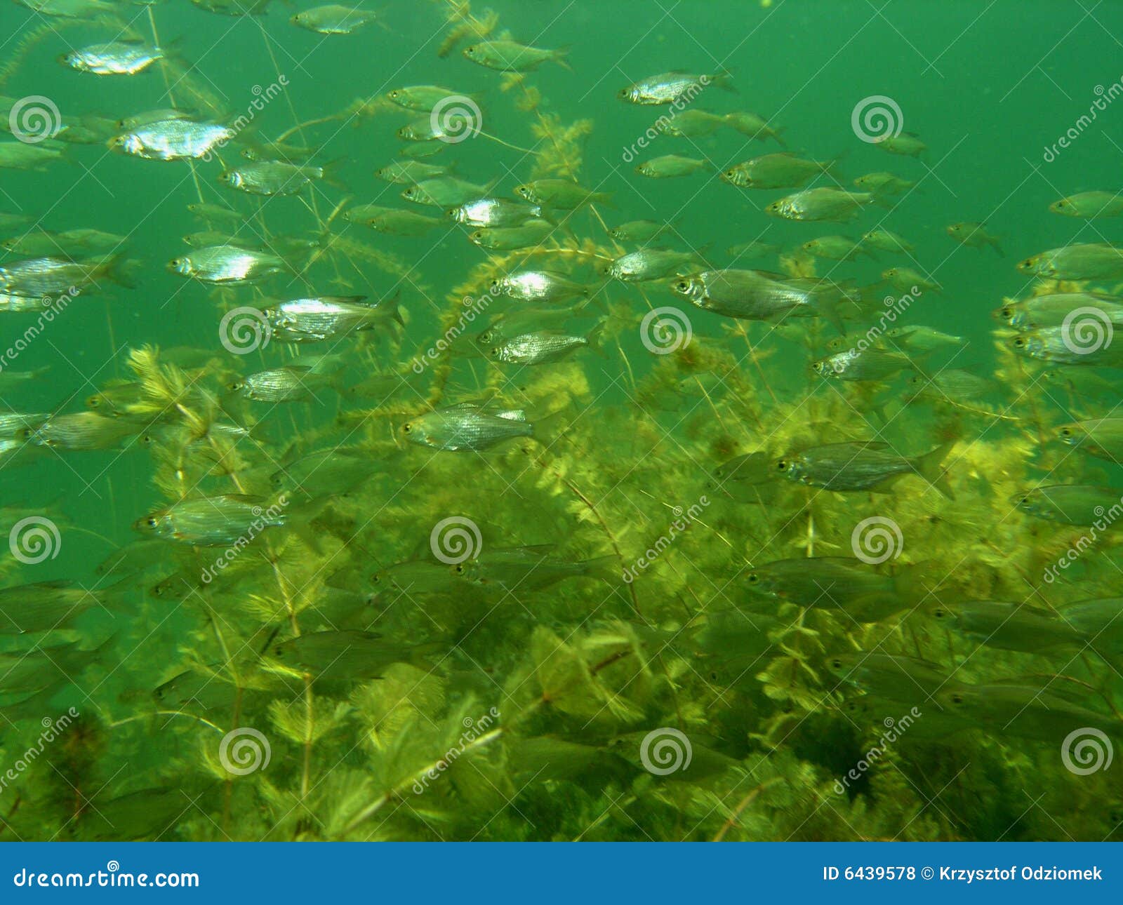 Shoal of fish stock photo. Image of water, underwater - 6439578