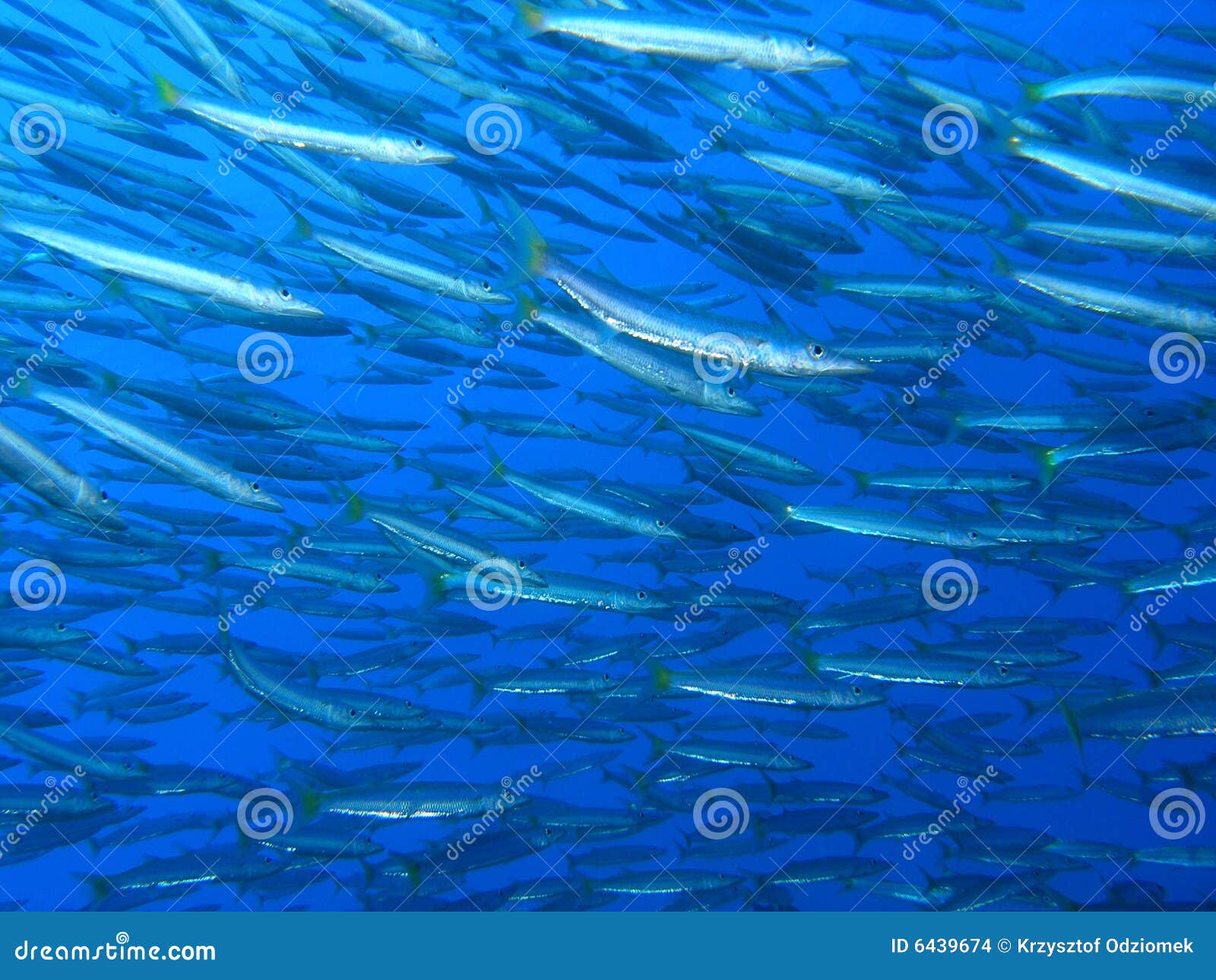 Shoal of fish stock photo. Image of fish, underwater, reef - 6439674