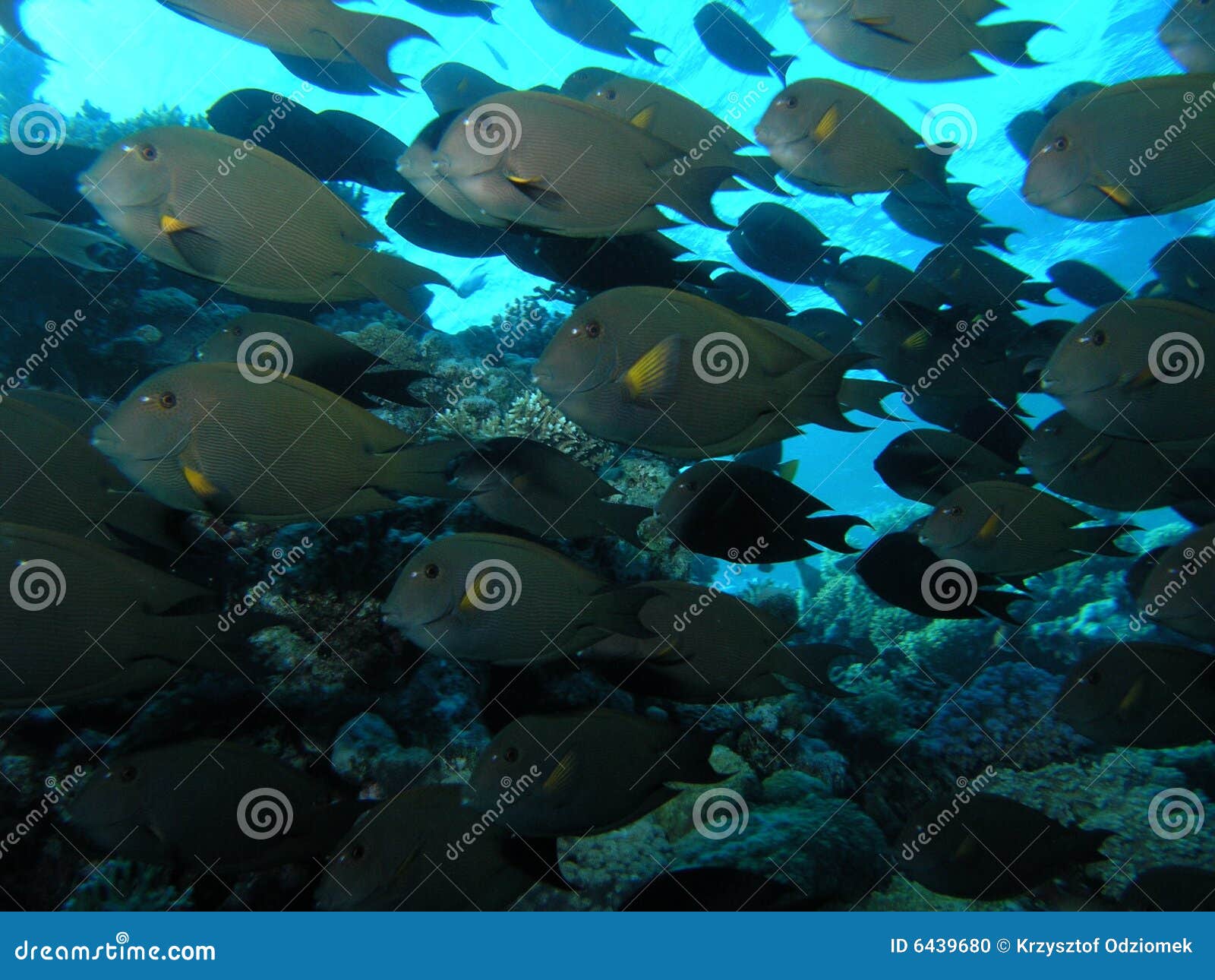 Shoal of fish stock photo. Image of blue, diving, coral - 6439680