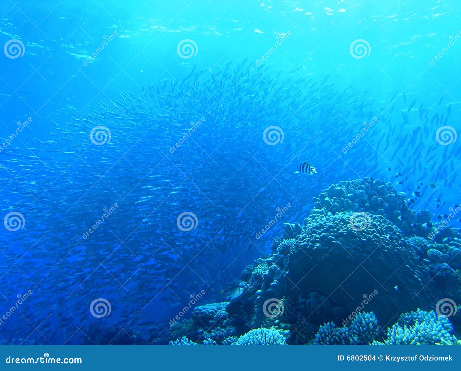 Shoal of fish stock photo. Image of underwater, clear - 6802504