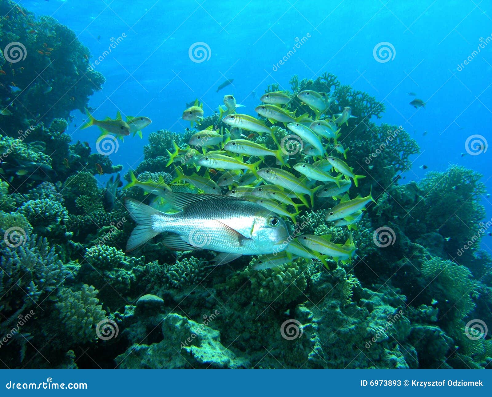 Shoal of fish stock image. Image of green, flora, bigeye - 6973893