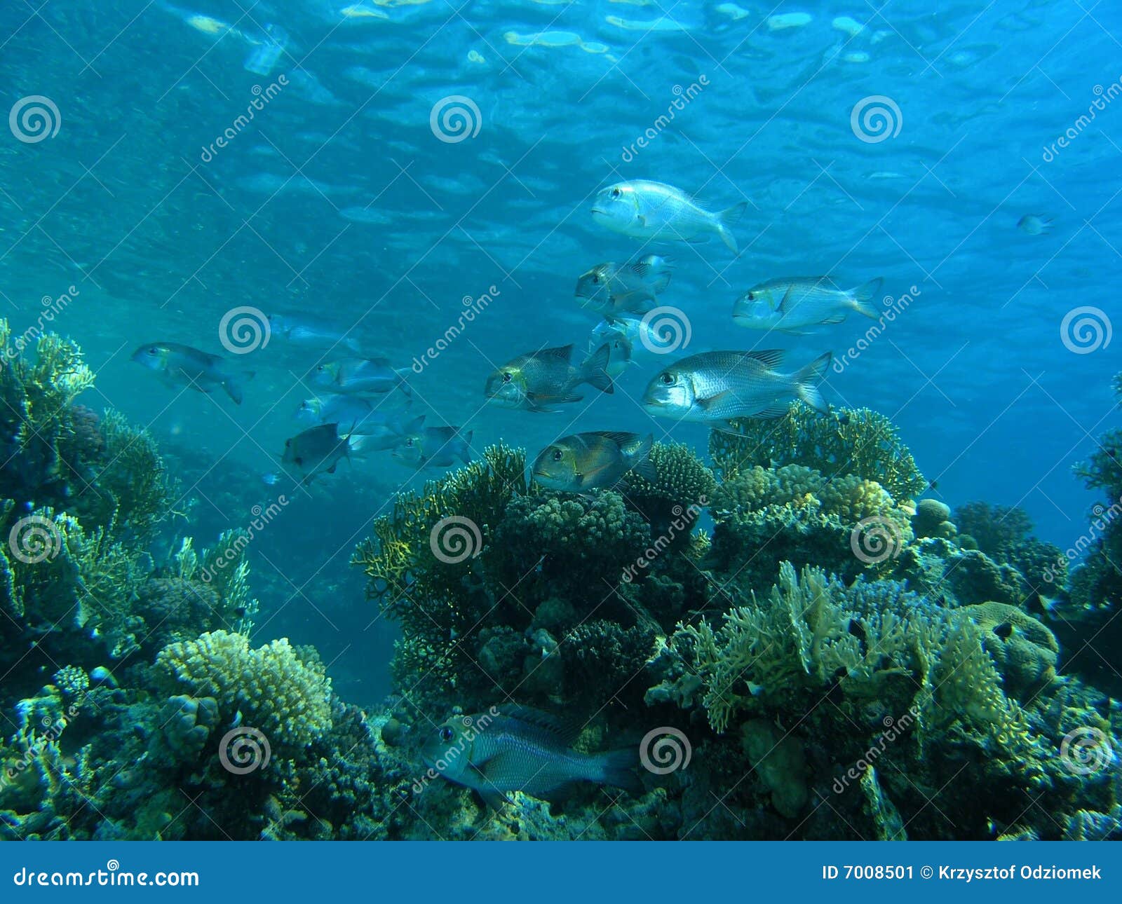Shoal of fish stock image. Image of surface, shoal, green - 7008501