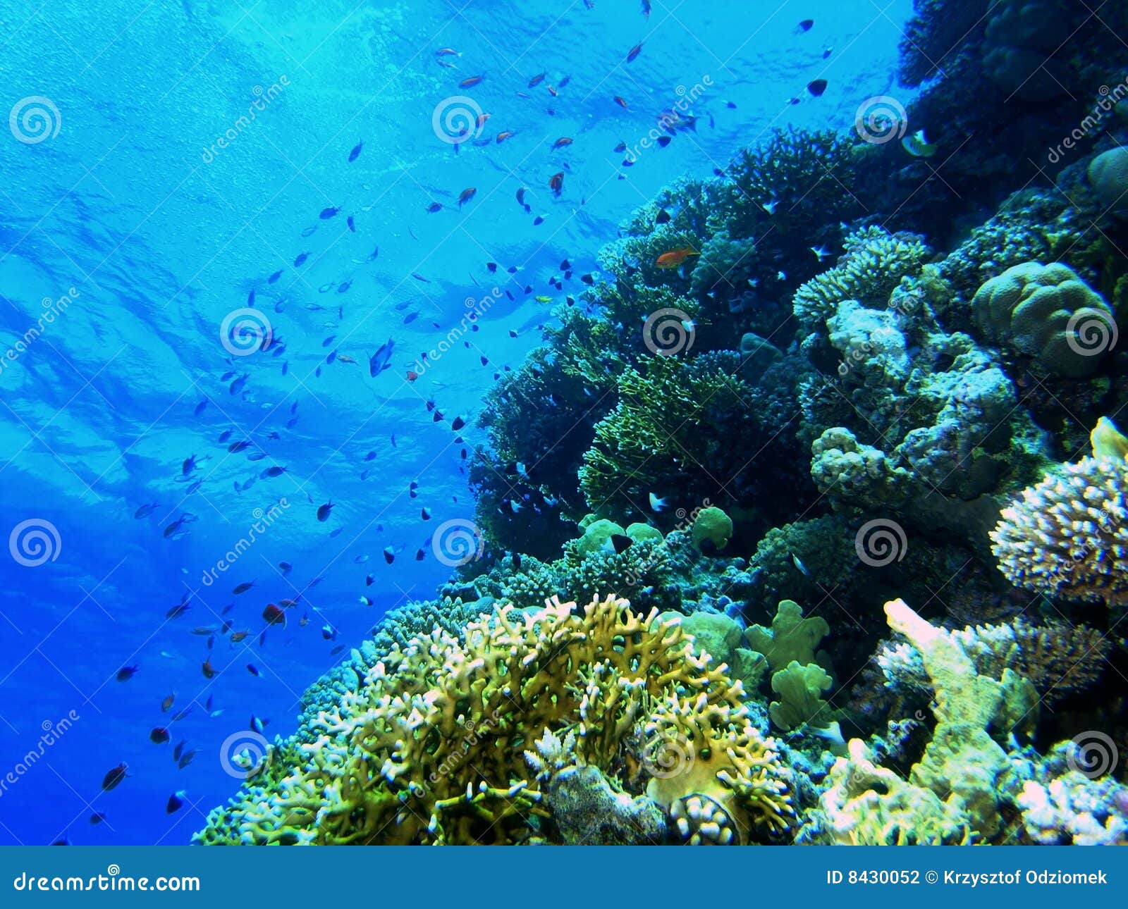 Shoal of fish stock photo. Image of clear, flora, shoal - 8430052